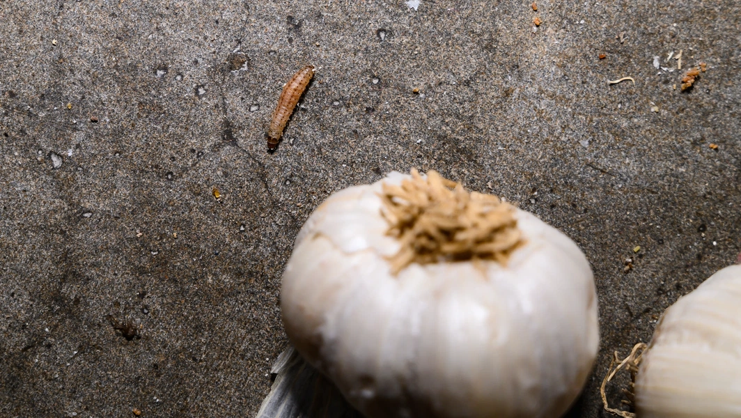Prevent and eliminate common pantry pests