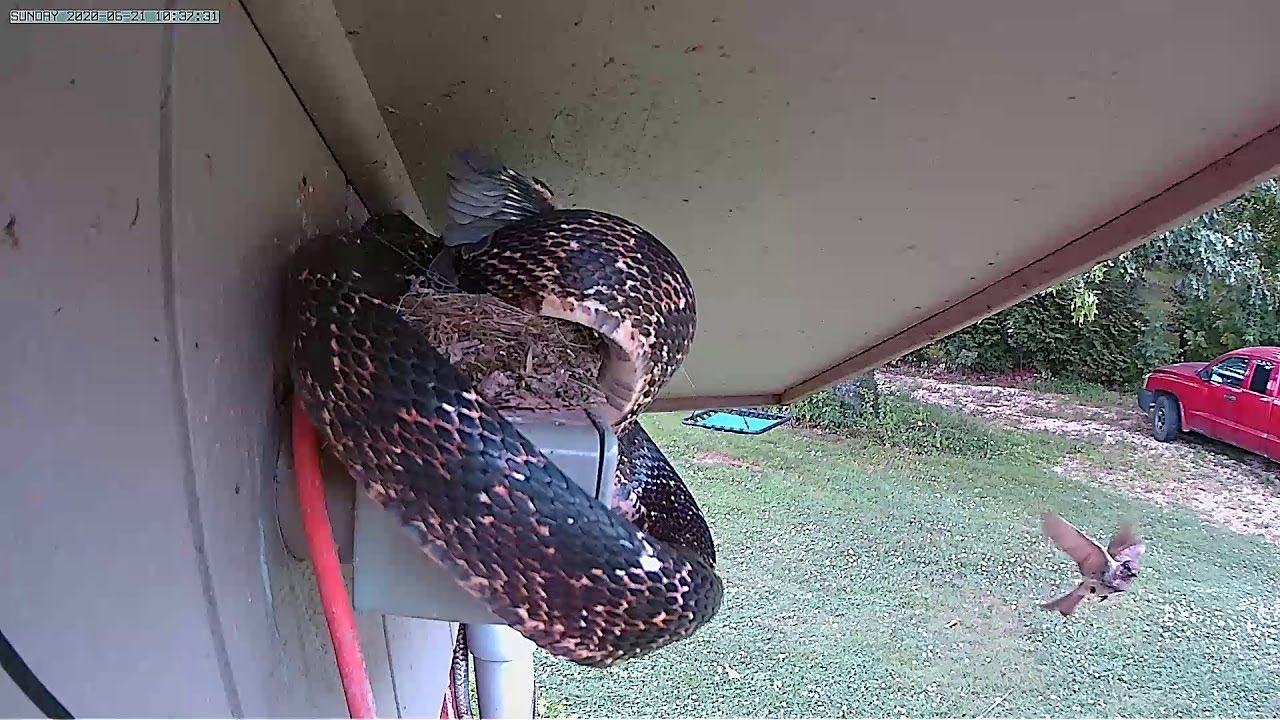 Rat snake caught swallowing a baby bird