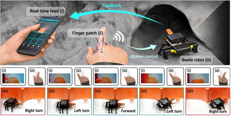 Beetle-inspired soft robot follows finger commands to walk, grip and ...
