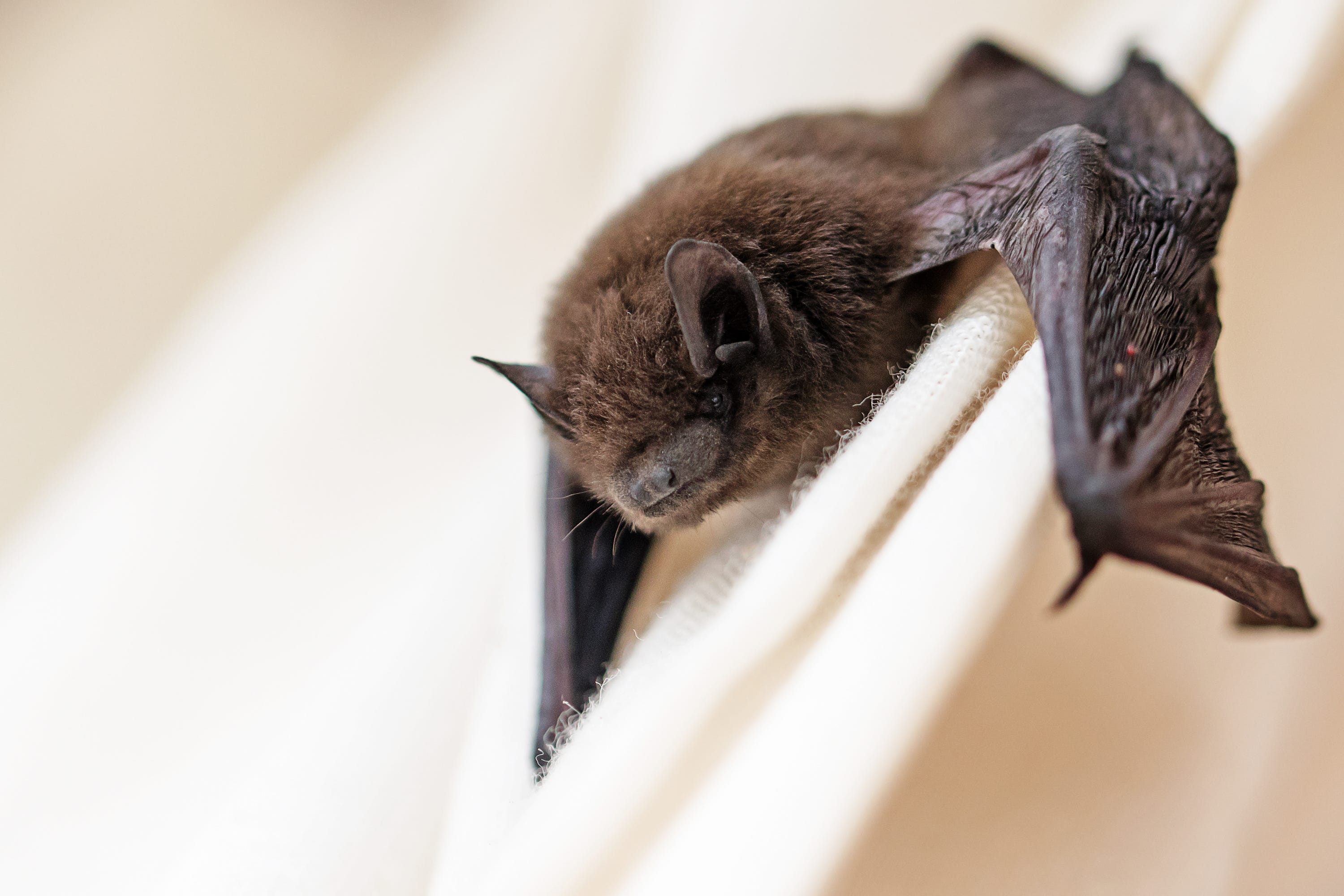 'Stellaluna' bat program comes to Kohler-Andrae Oct. 24