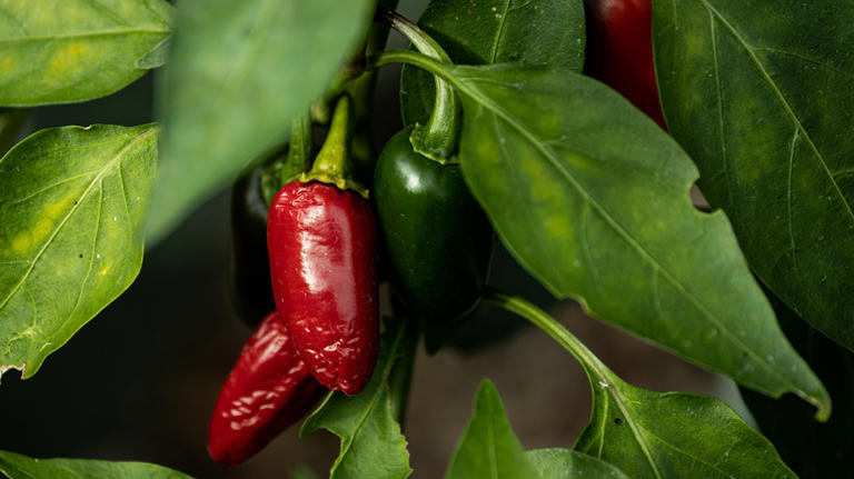 Does it matter whether you use red or green jalapeños?