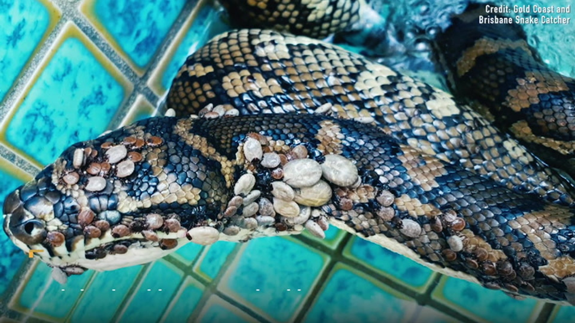 Rescued python covered in hundreds of ticks