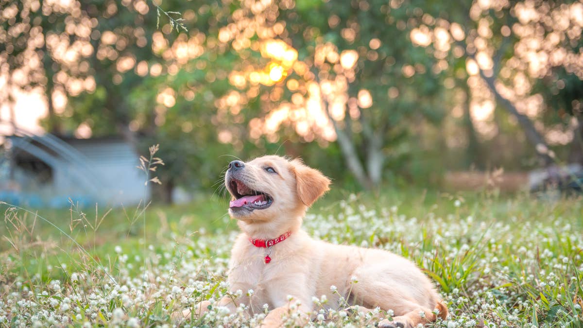 Golden retriever puppy quietly watches the sunrise each morning as he ...