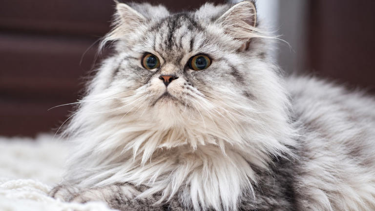 6 cat breeds that can be demanding for first time owners