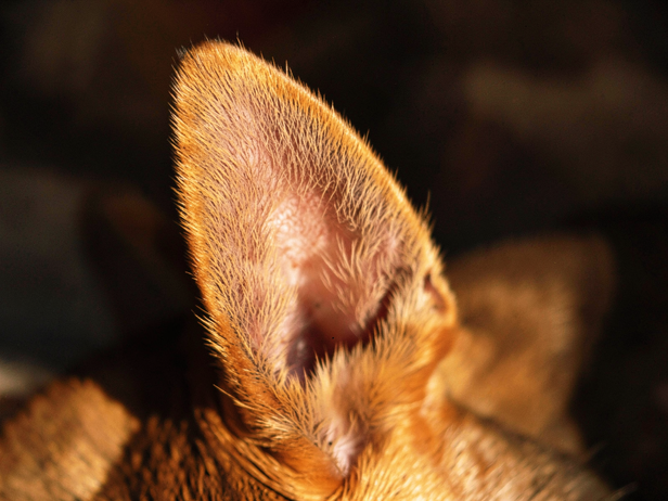 How Dussehra firecrackers damage a dog's ears and what actually helps