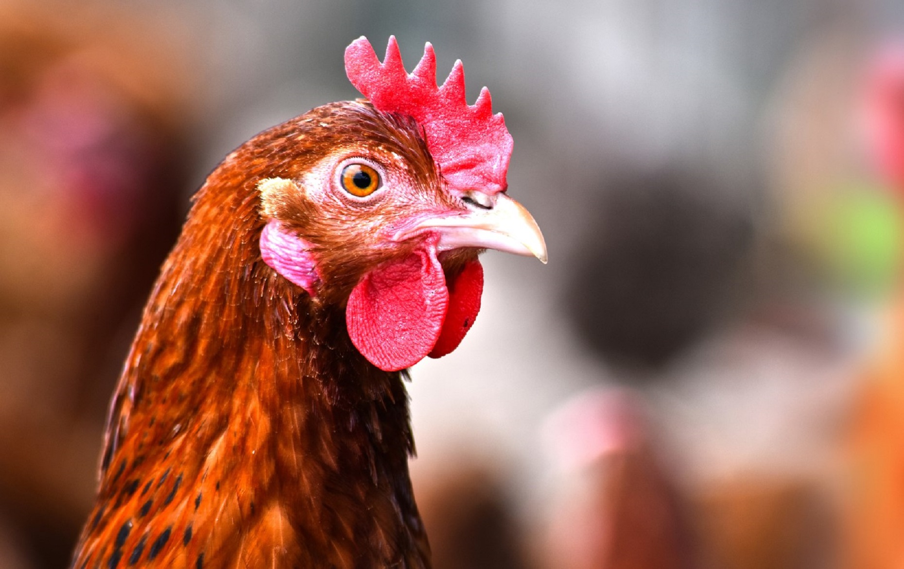 Chicken Pest Control | Pest Control