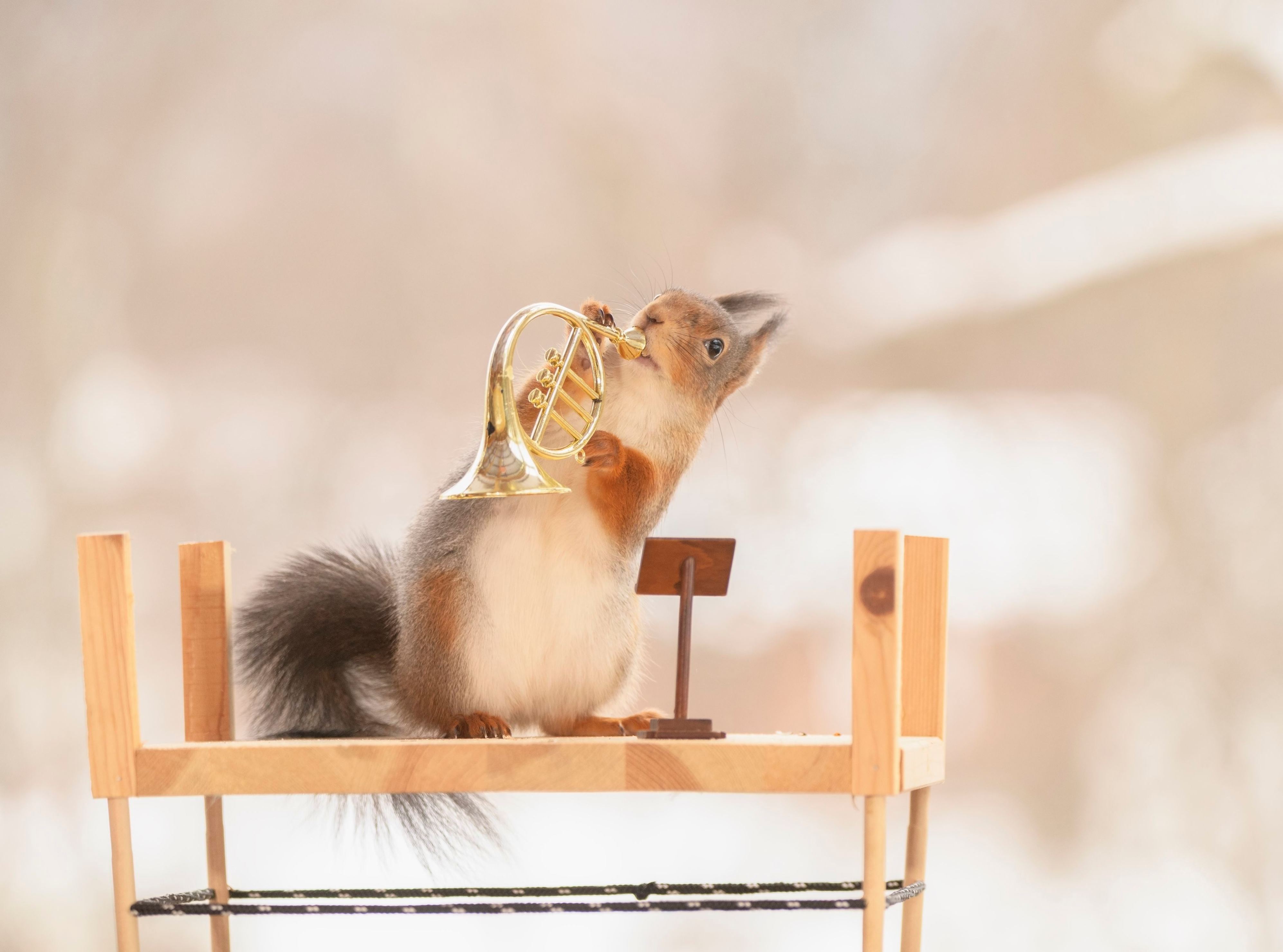 Cuteness overload! Look at these squirrels playing miniature musical ...