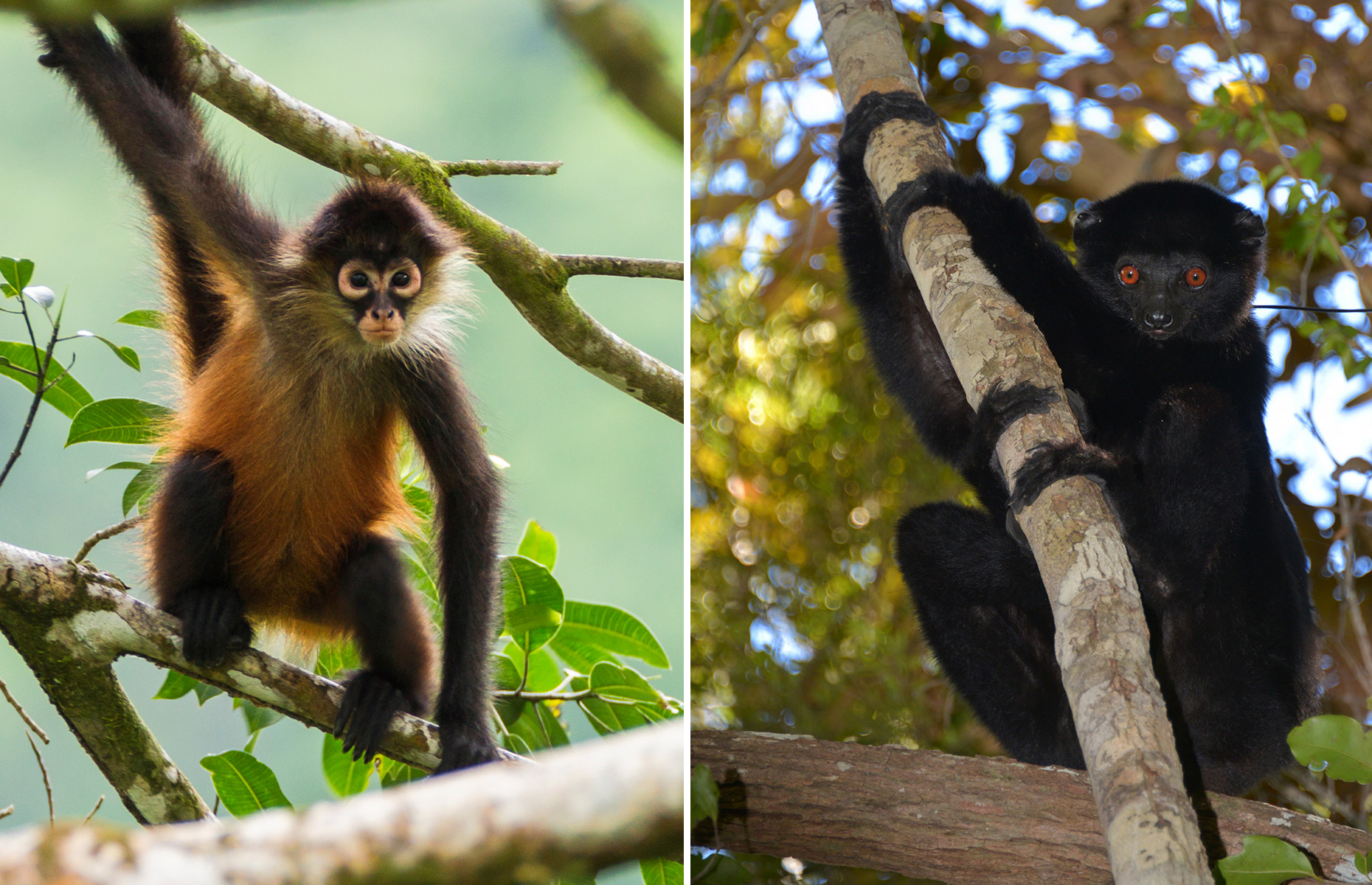 15 of the world's most endangered primates