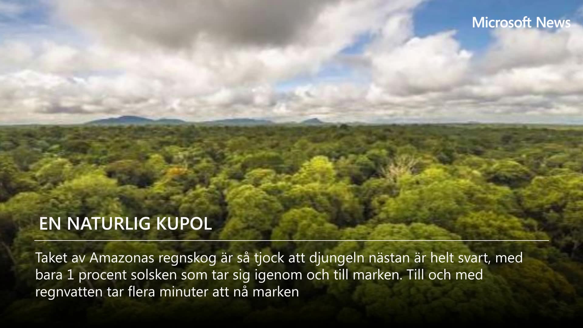 Fakta om Amazonas regnskog