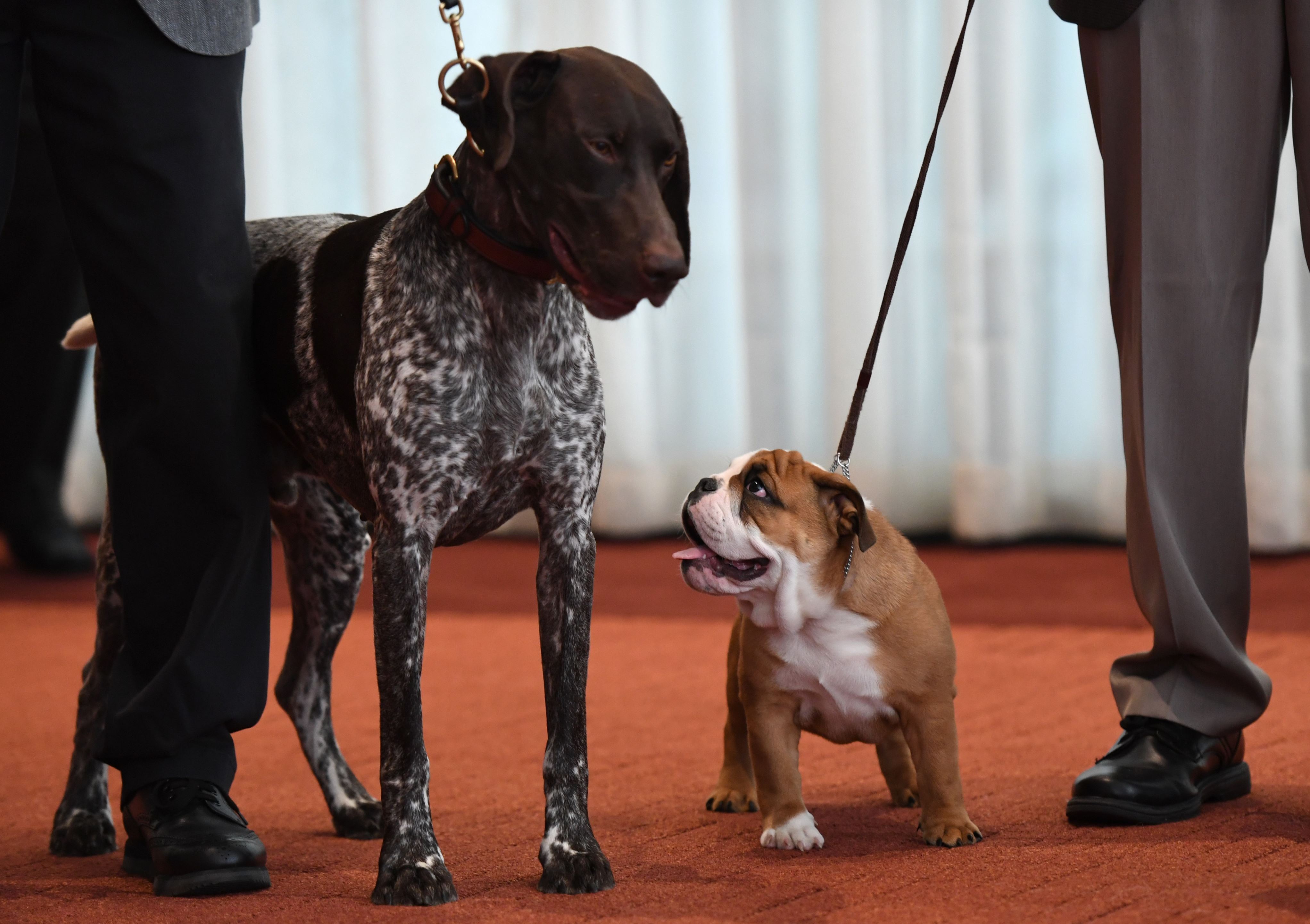 The 101 most popular dog breeds, ranked