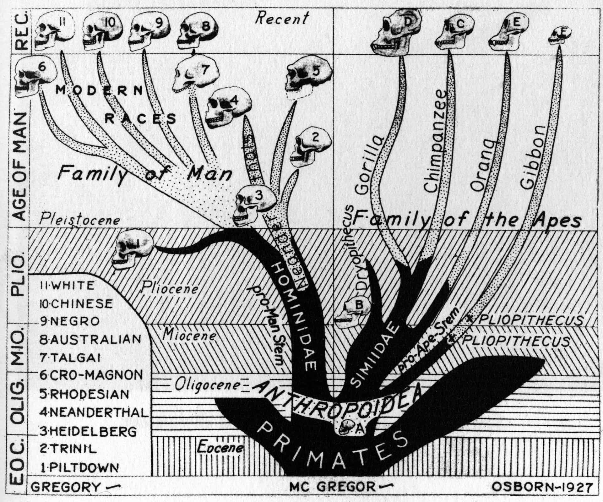Why did we start removing our body hair?