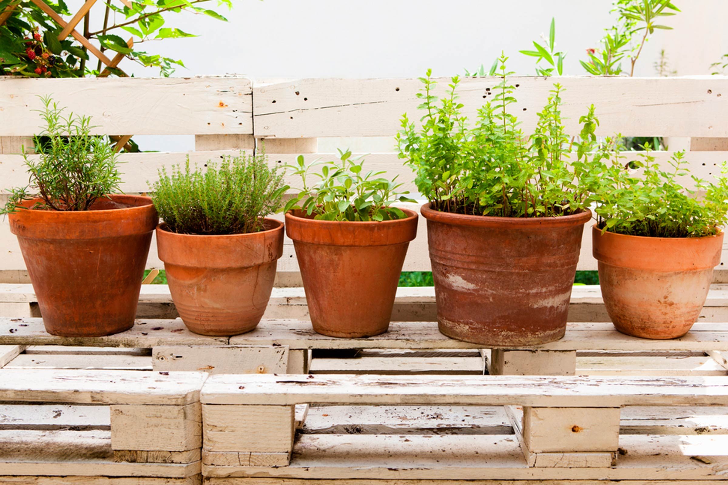 10 Mosquito-Repelling Plants You Need in Your Backyard