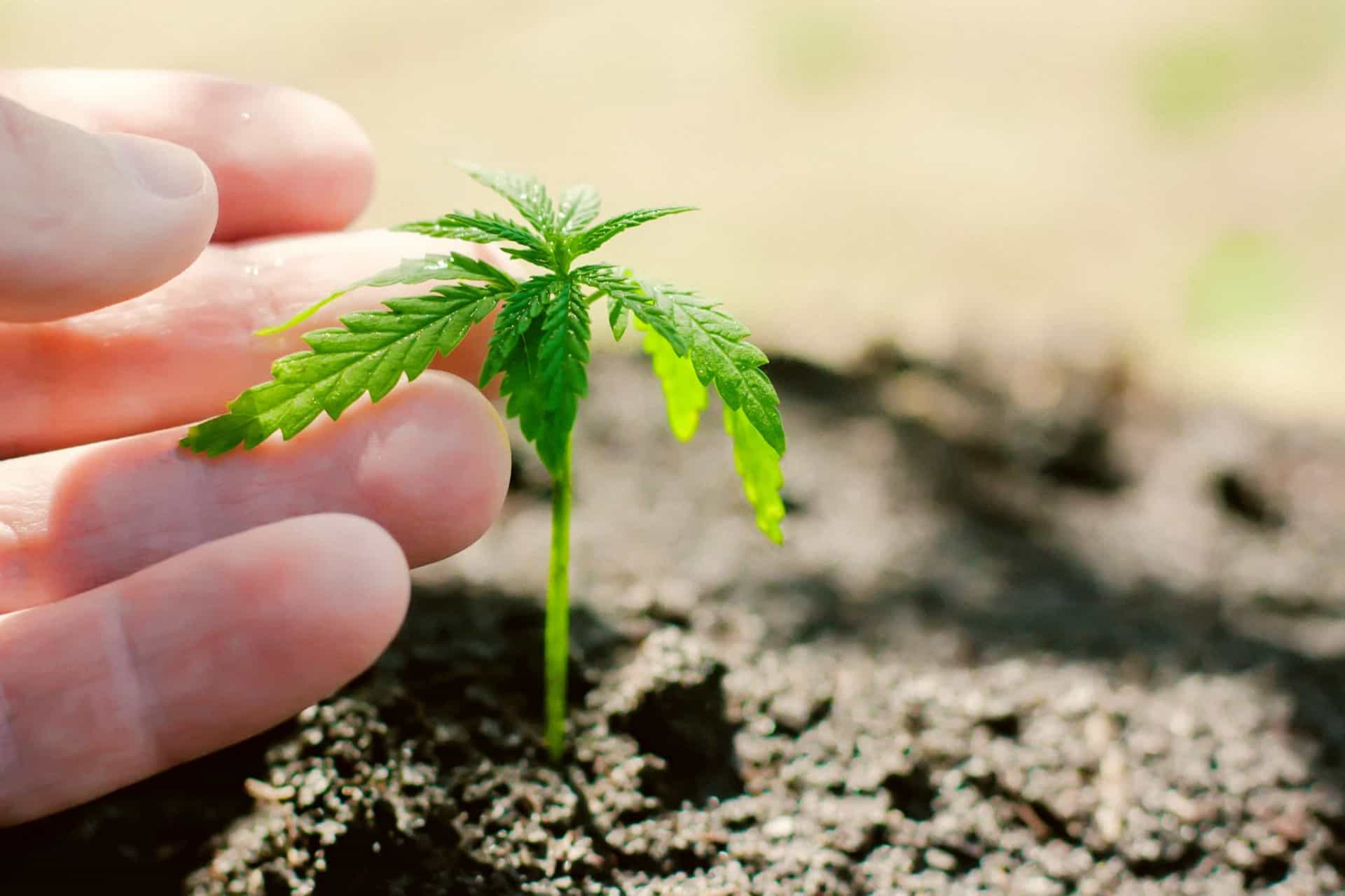 The positive impact of hemp on the planet