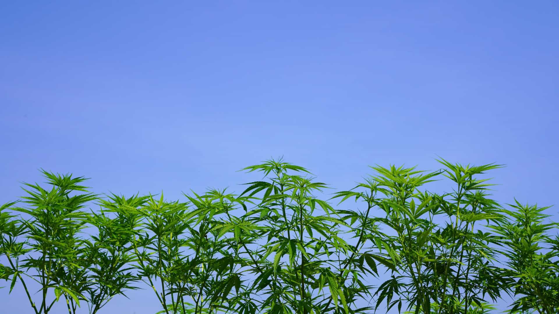 The positive impact of hemp on the planet