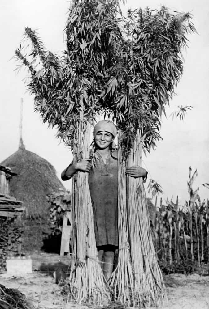 The positive impact of hemp on the planet