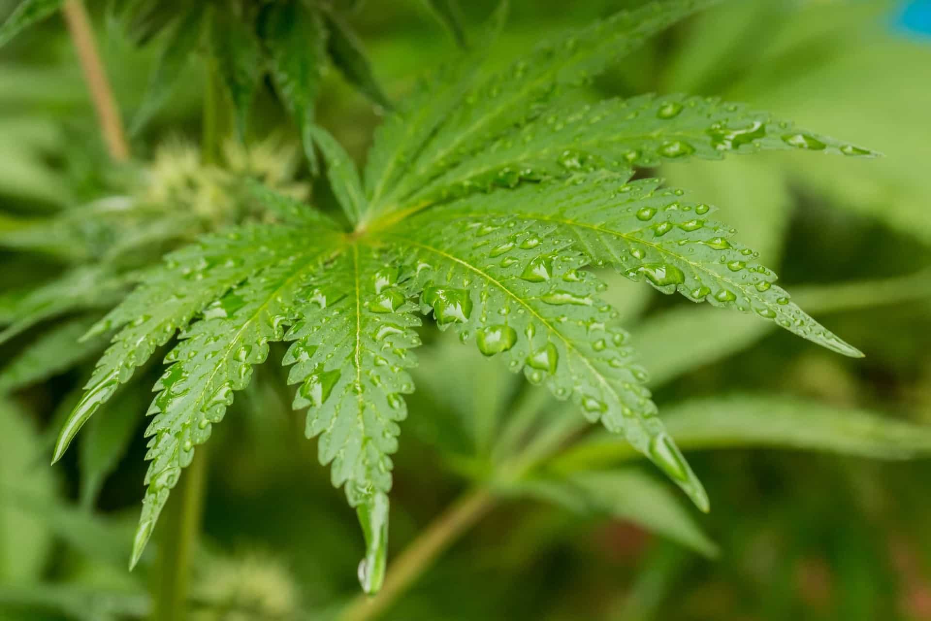 The positive impact of hemp on the planet