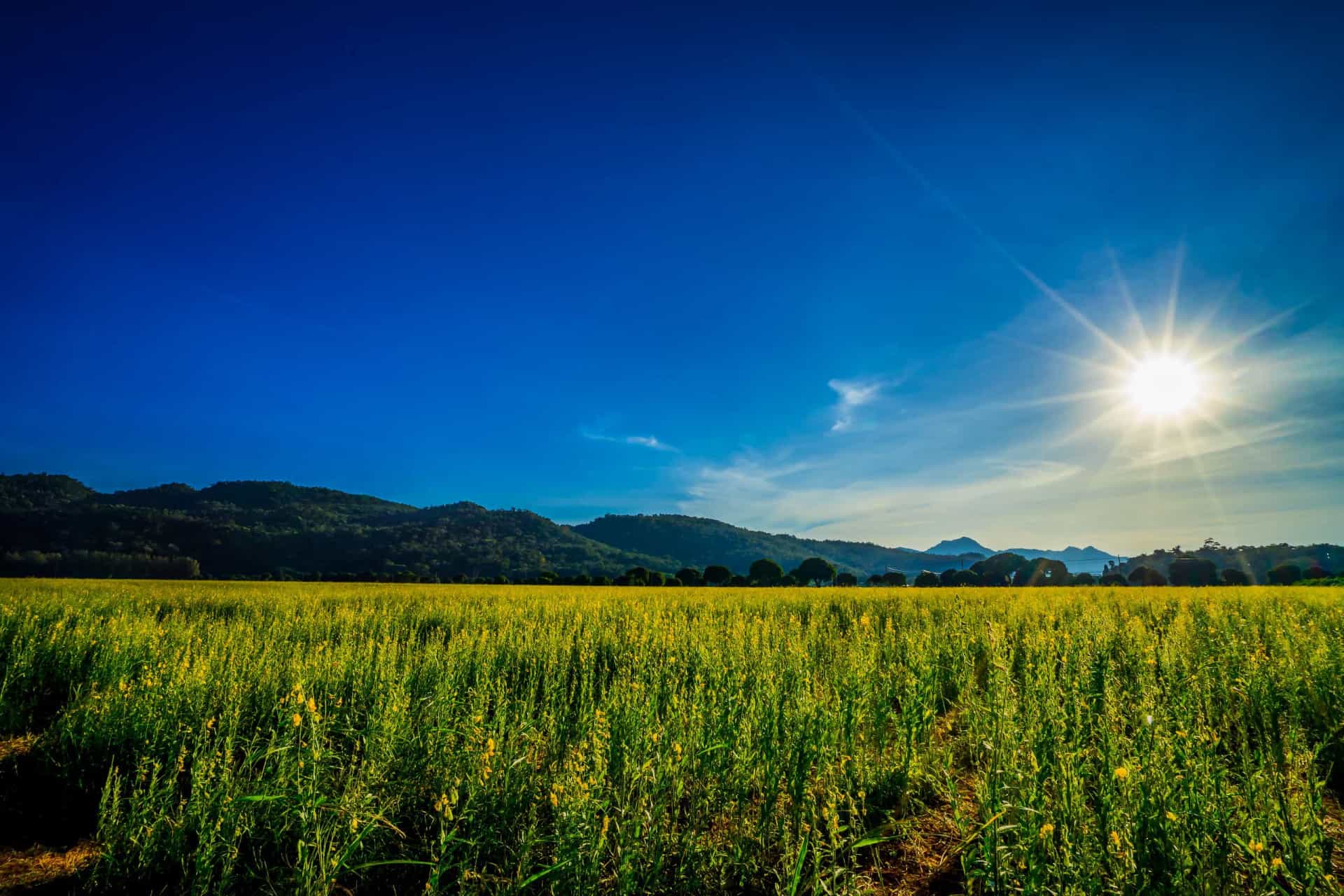 The positive impact of hemp on the planet