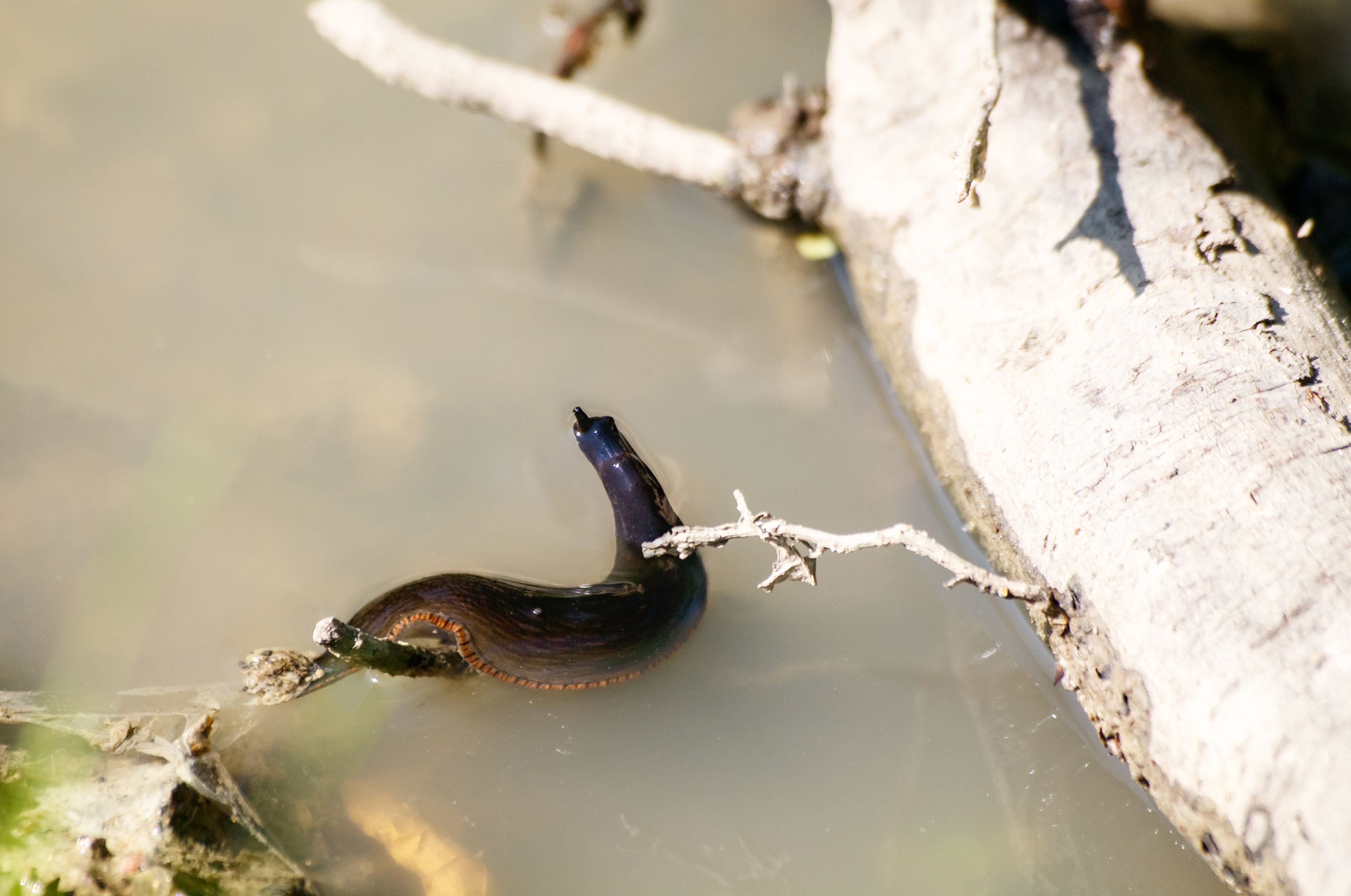 Leech Collectors and Other Undesirable Jobs We're Glad No Longer Exist