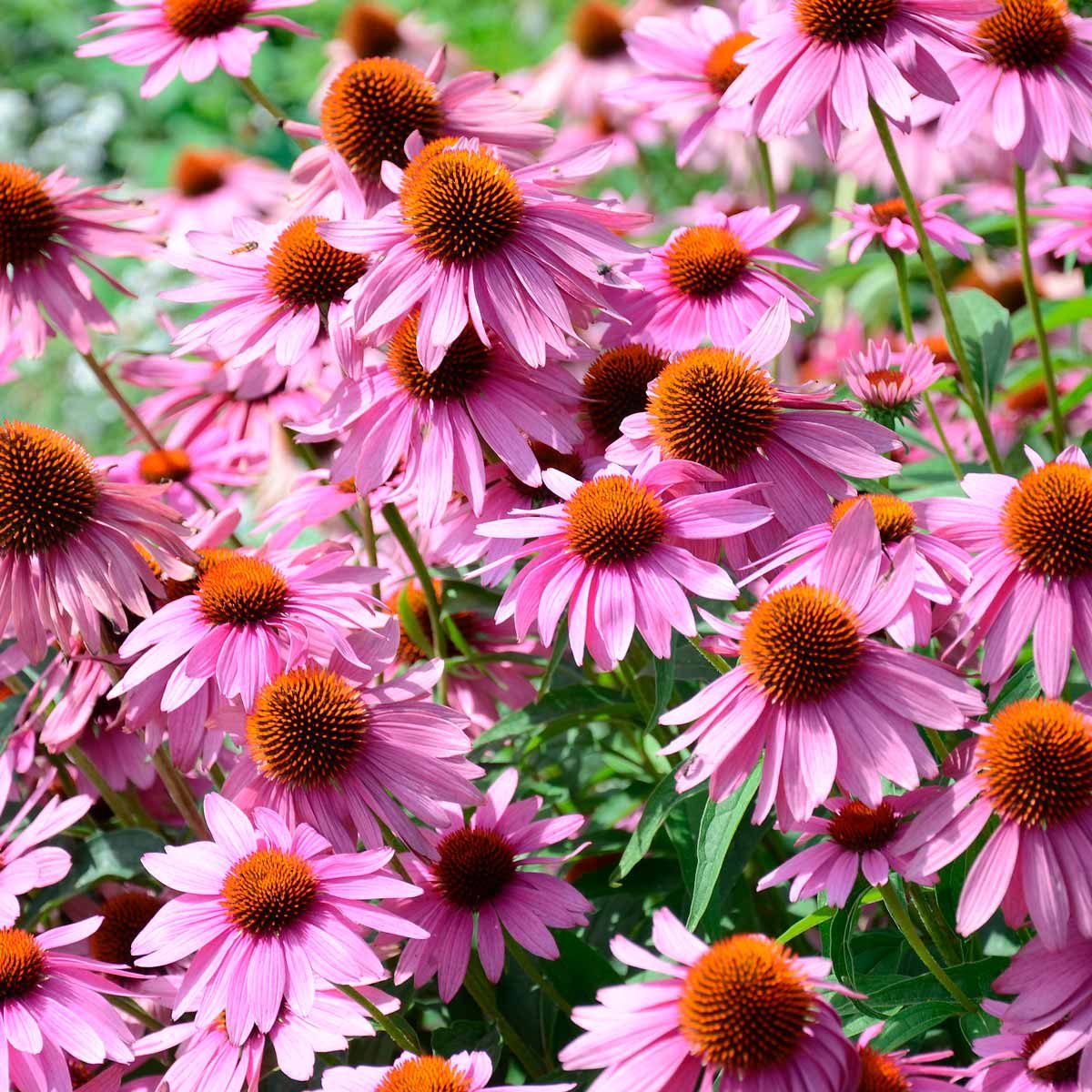 10 Pretty Purple Flowers That’ll Make Your Garden Pop