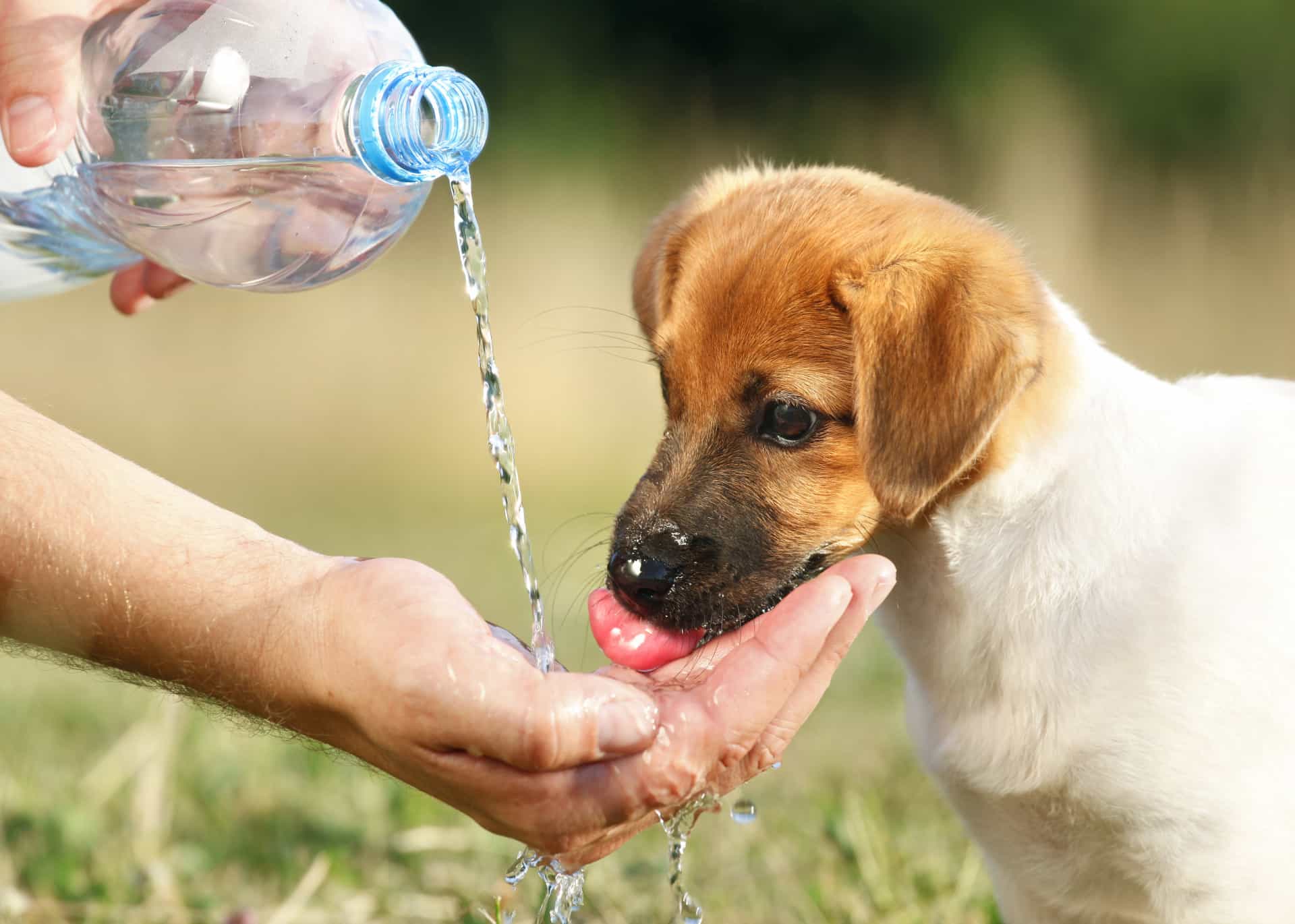 Comment protéger votre animal pendant une canicule