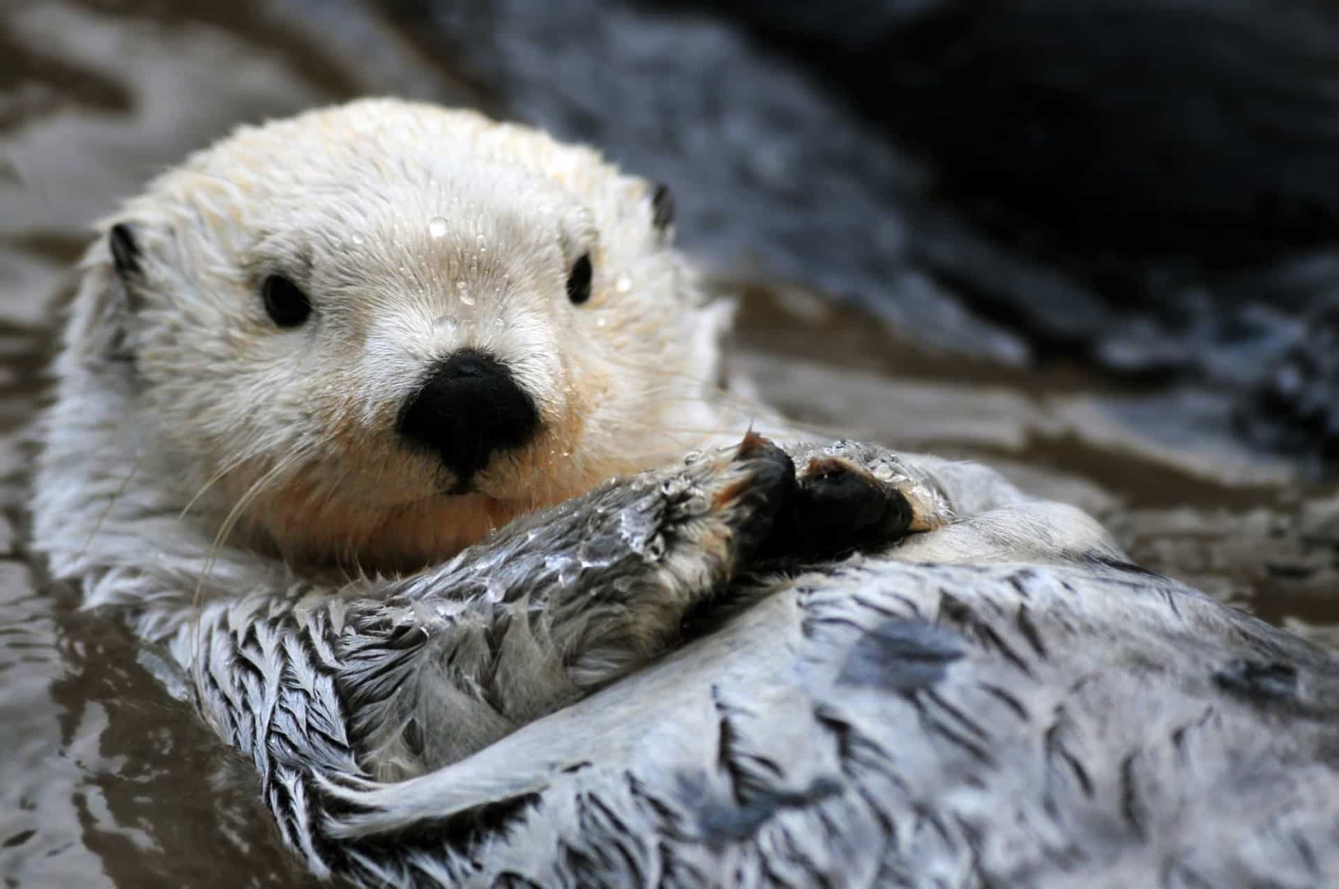 How sea otters can help fight climate change