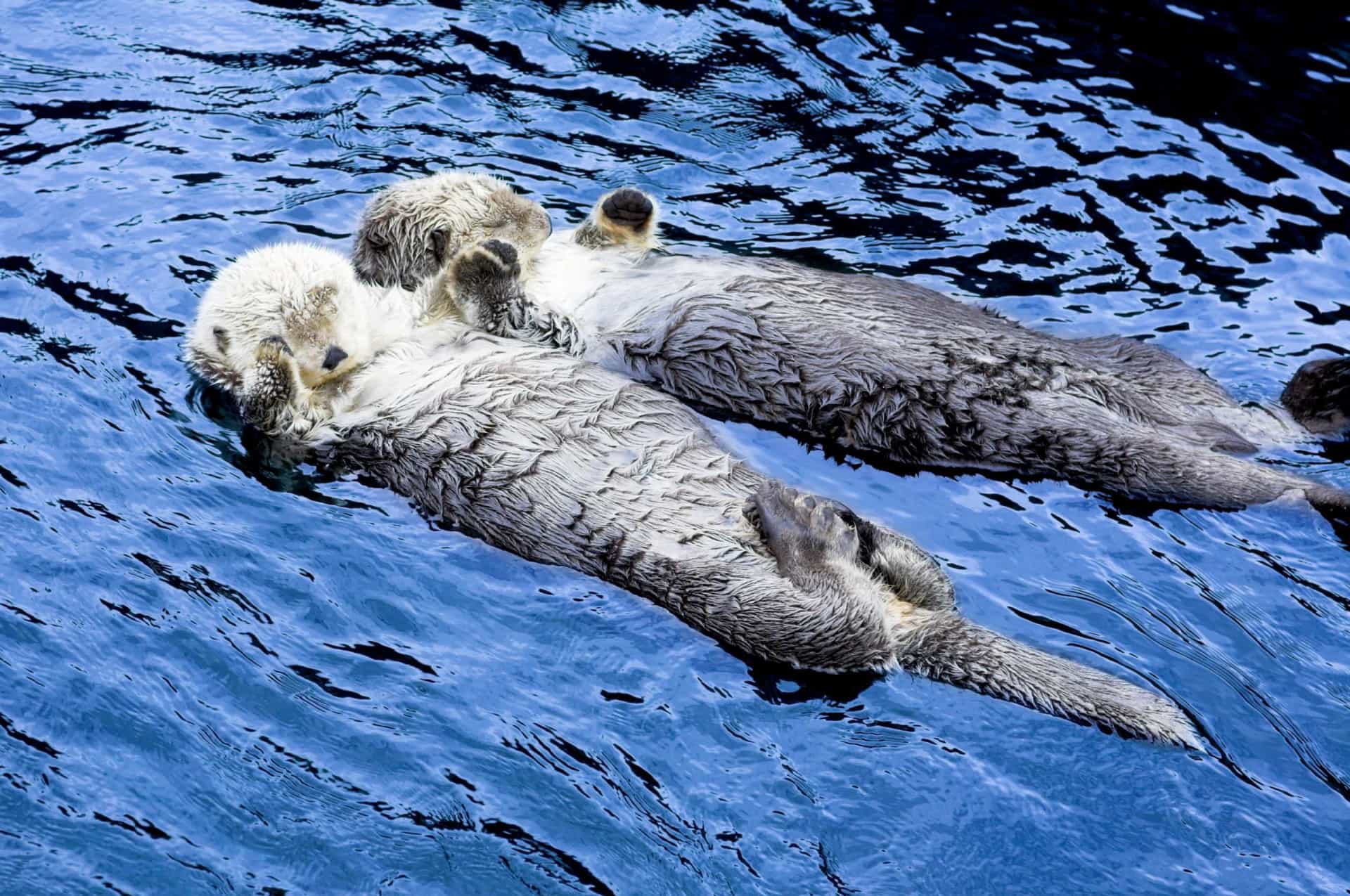 How sea otters can help fight climate change