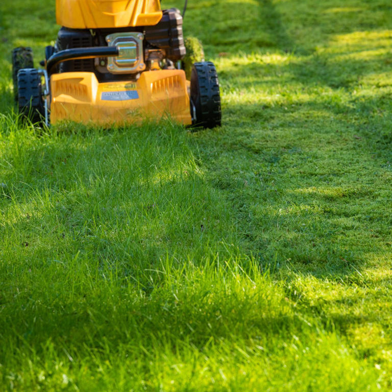 What Is the Best Height to Cut Grass? What to Know