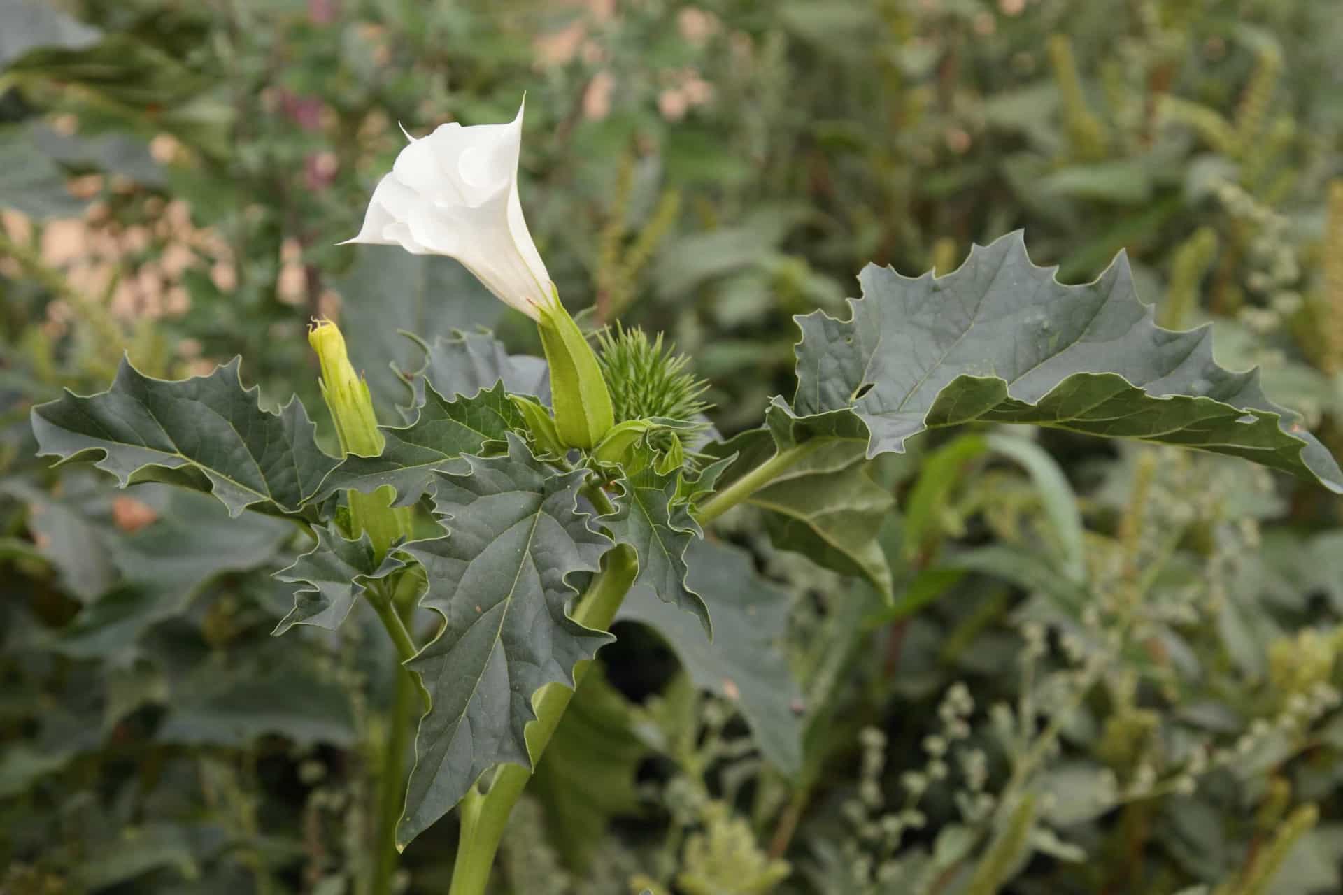 Everyday things you didn’t know were invented by indigenous peoples