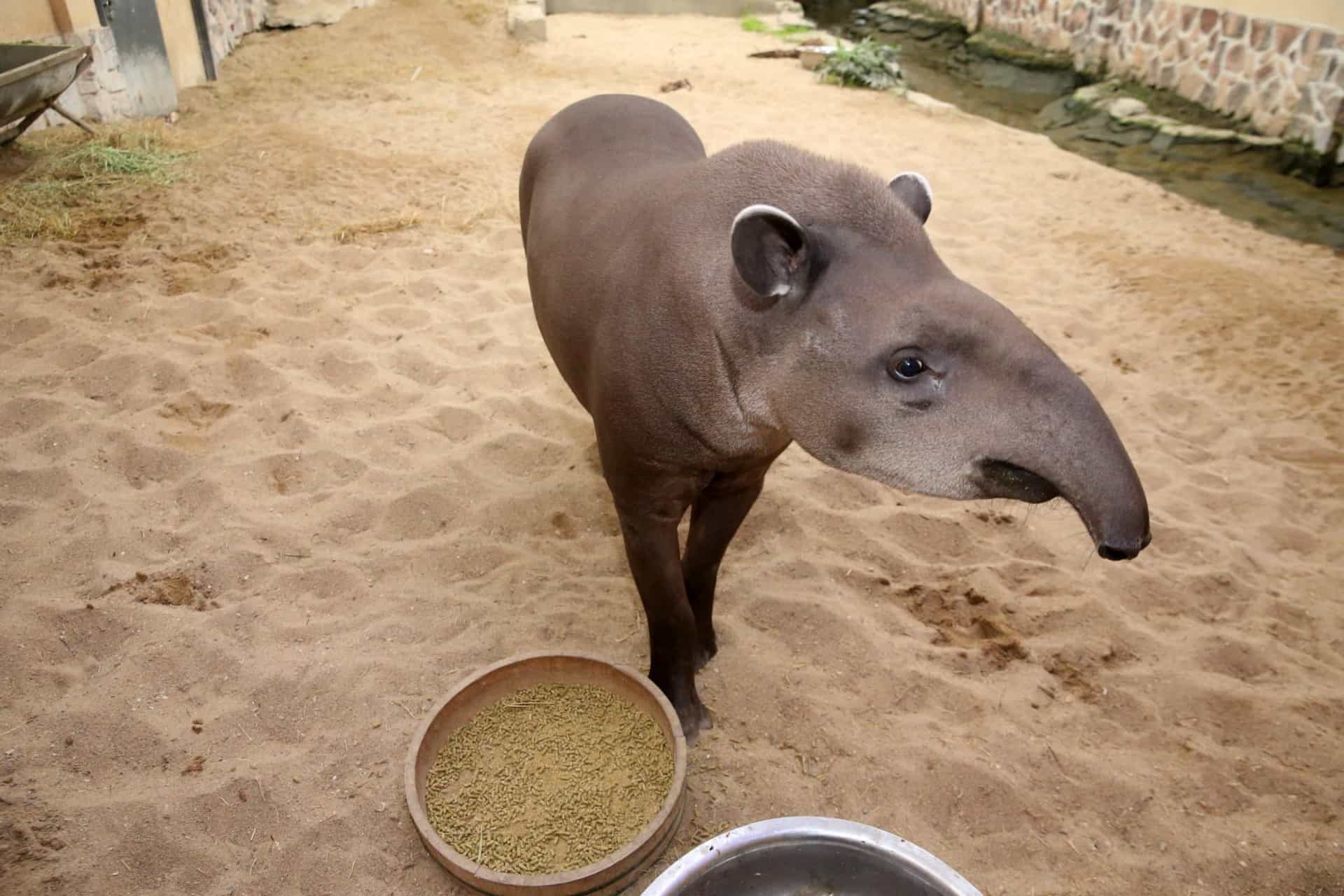 Tierattacken: Die erschreckendsten Geschichten aus Zoos
