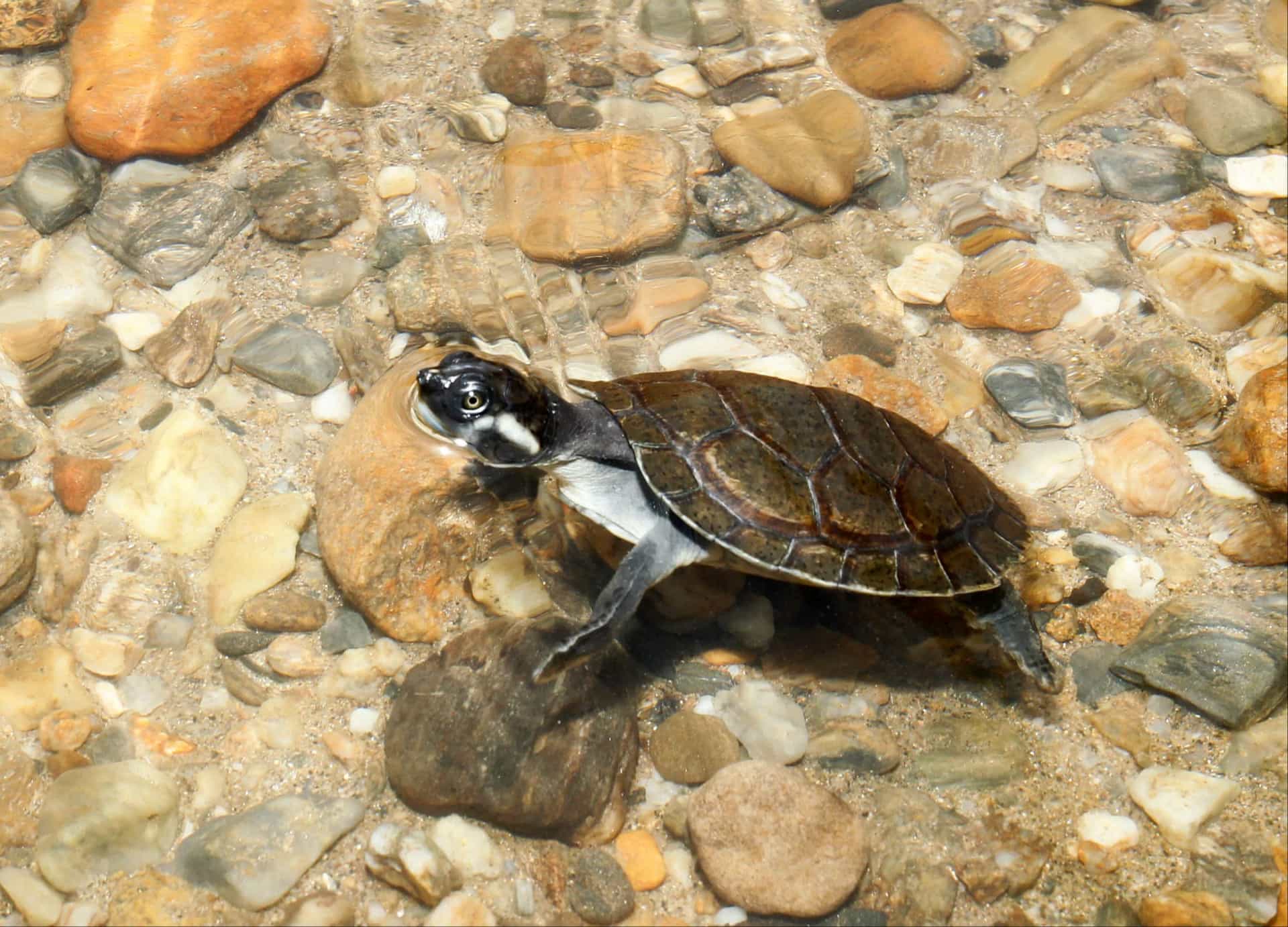 Threats to amazonian wildlife: an overview of endangered species