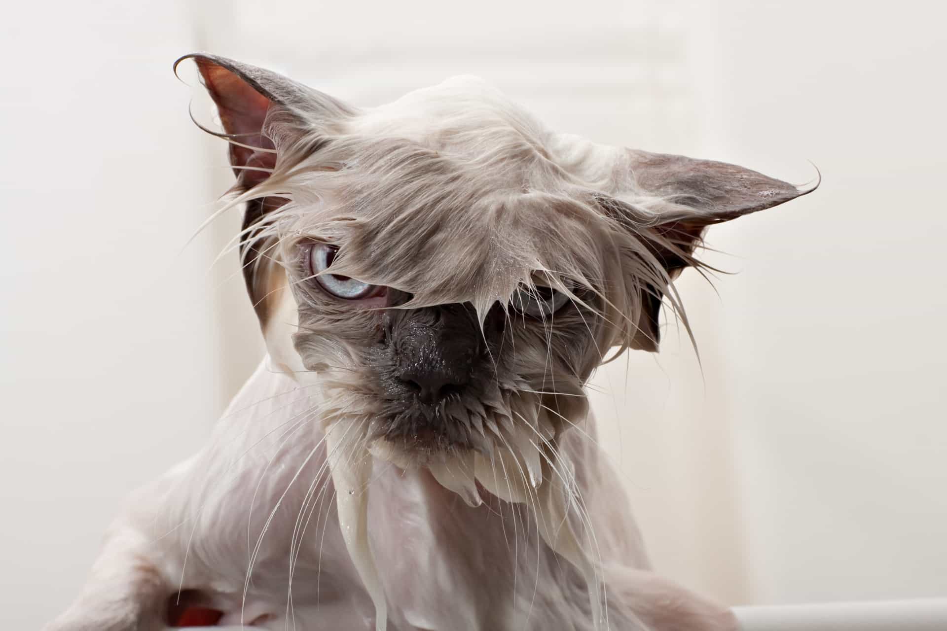 Having a bad day? These photos will help!