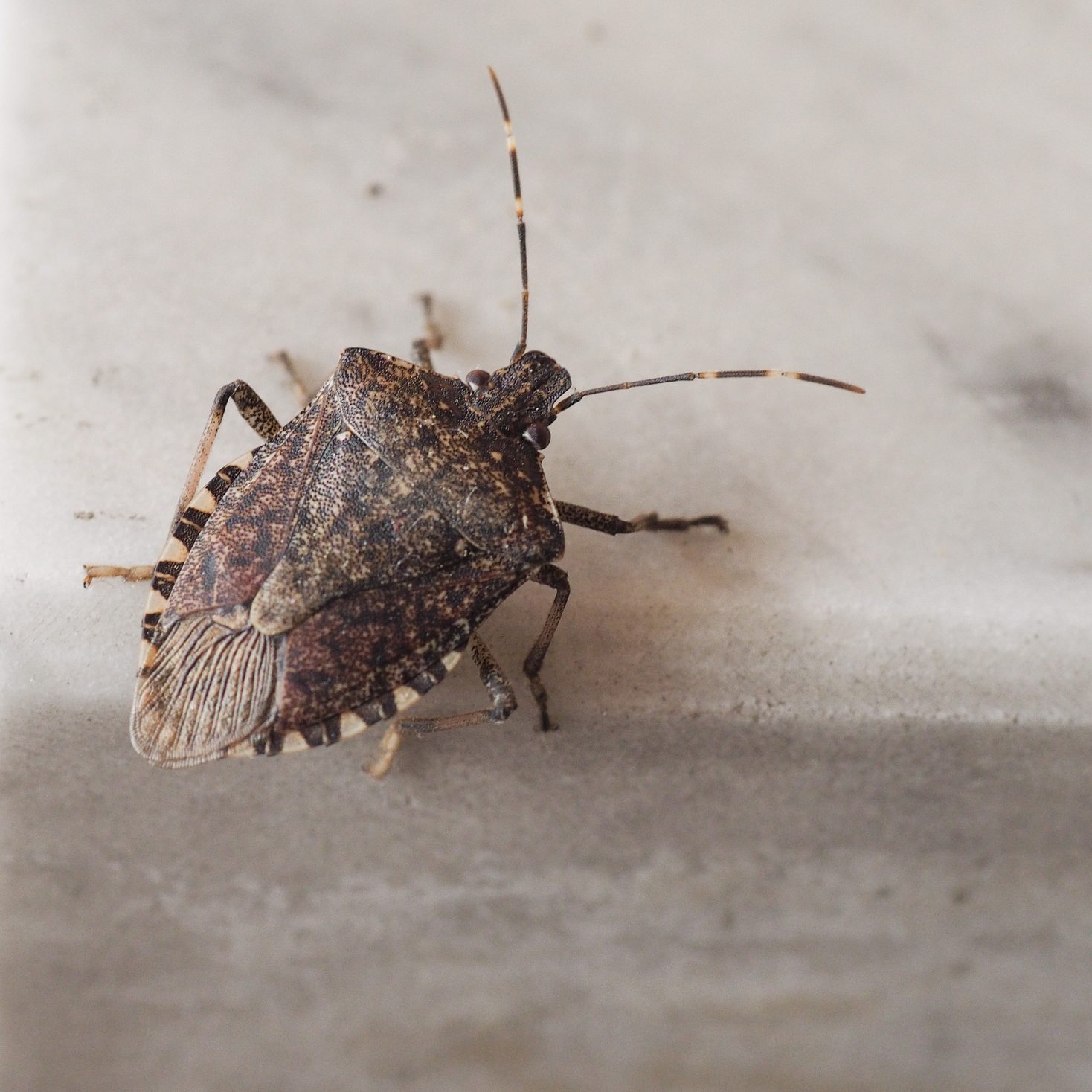 7 Best Stink Bug Repellent Options to Get Rid of the Pests and Keep ...
