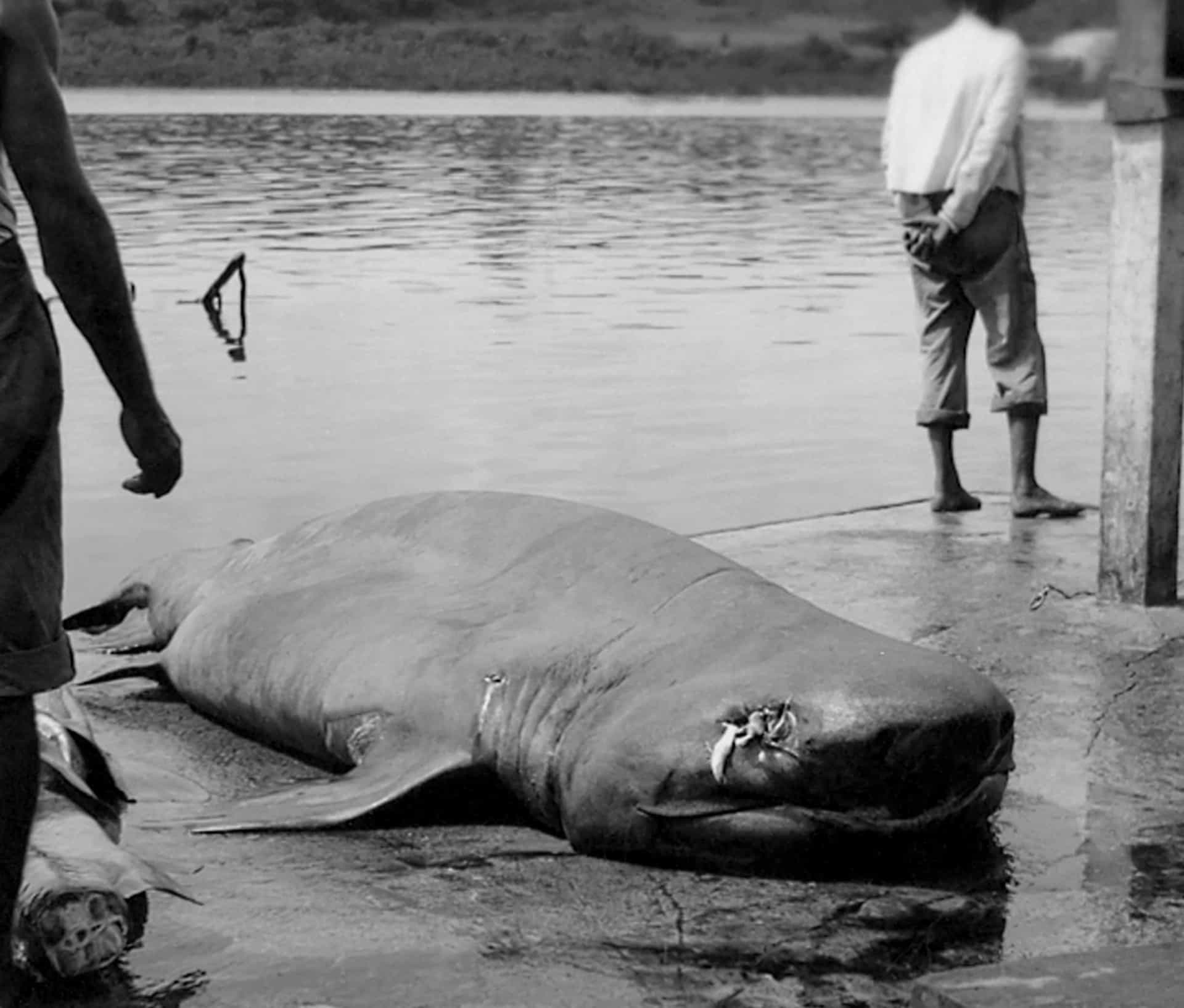 Insane Led Zeppelin tales that no one talks about