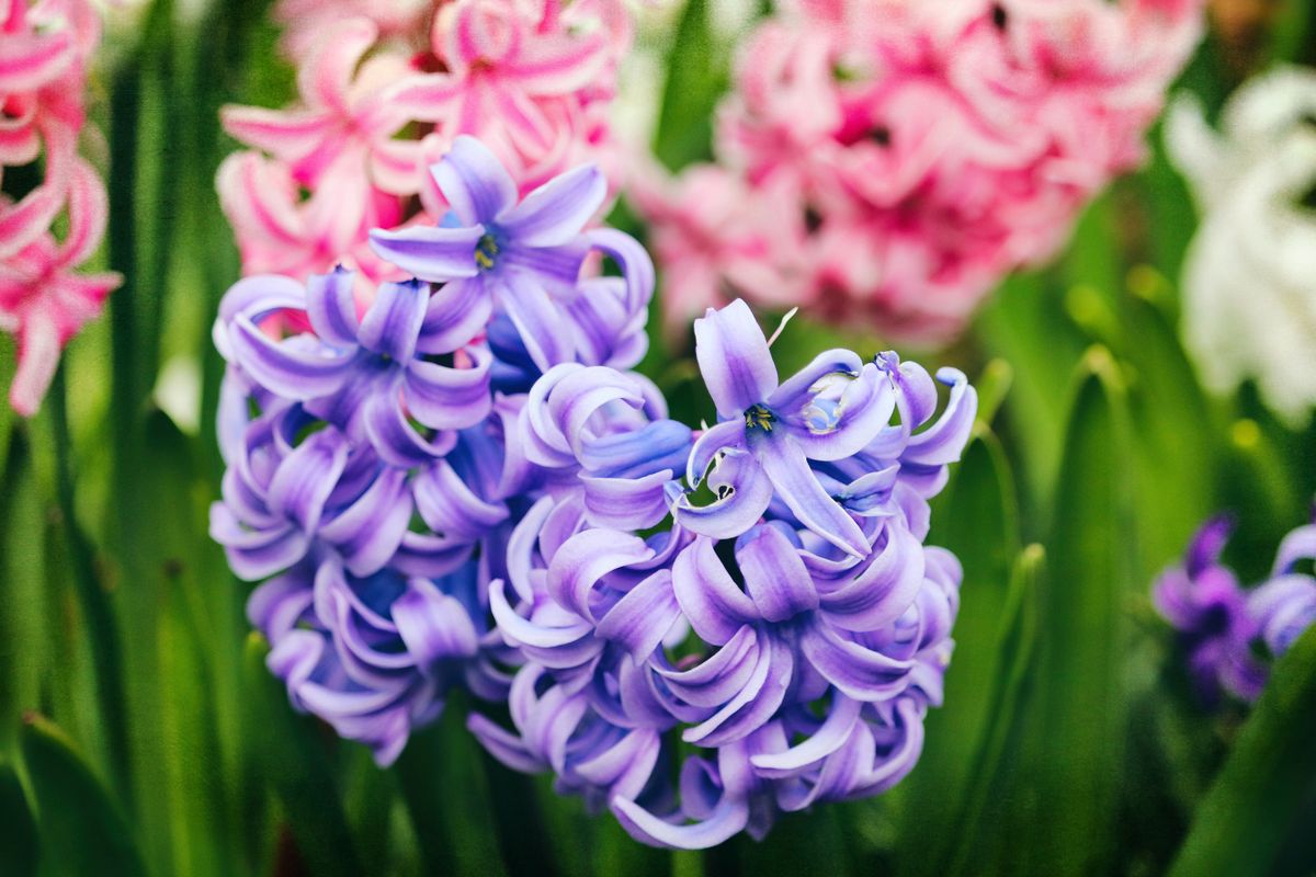 85 Surprising Flower Meanings Behind Your Favorite Florals