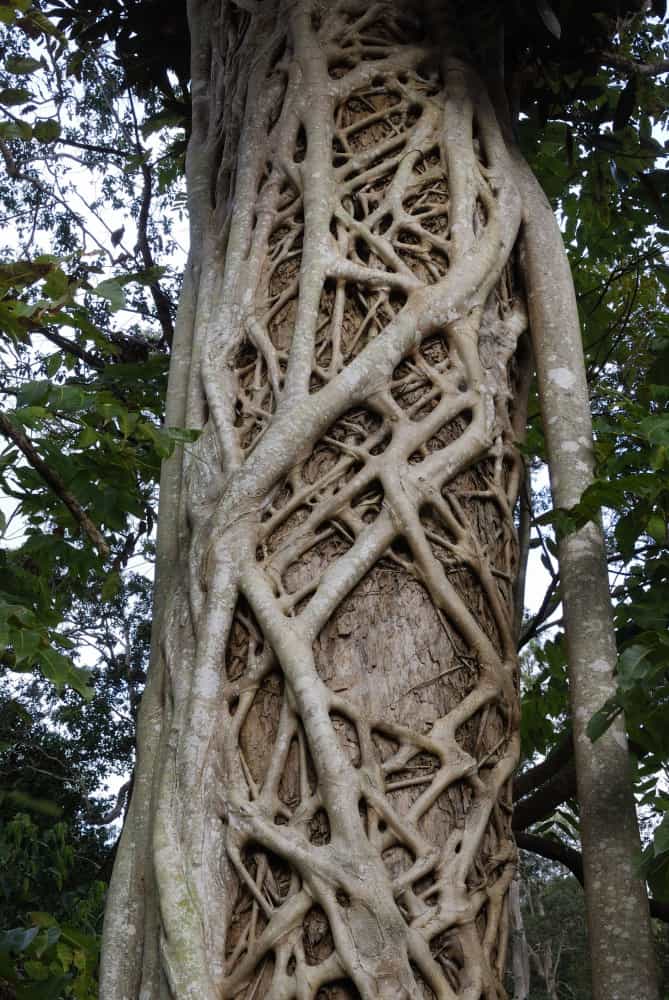Ces arbres étranges ont une histoire fascinante