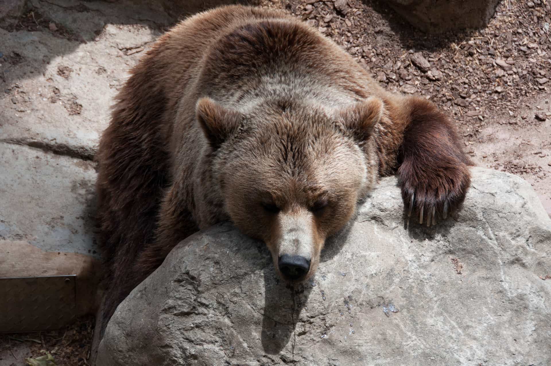 The truth about zoos: ethical concerns and animal welfare