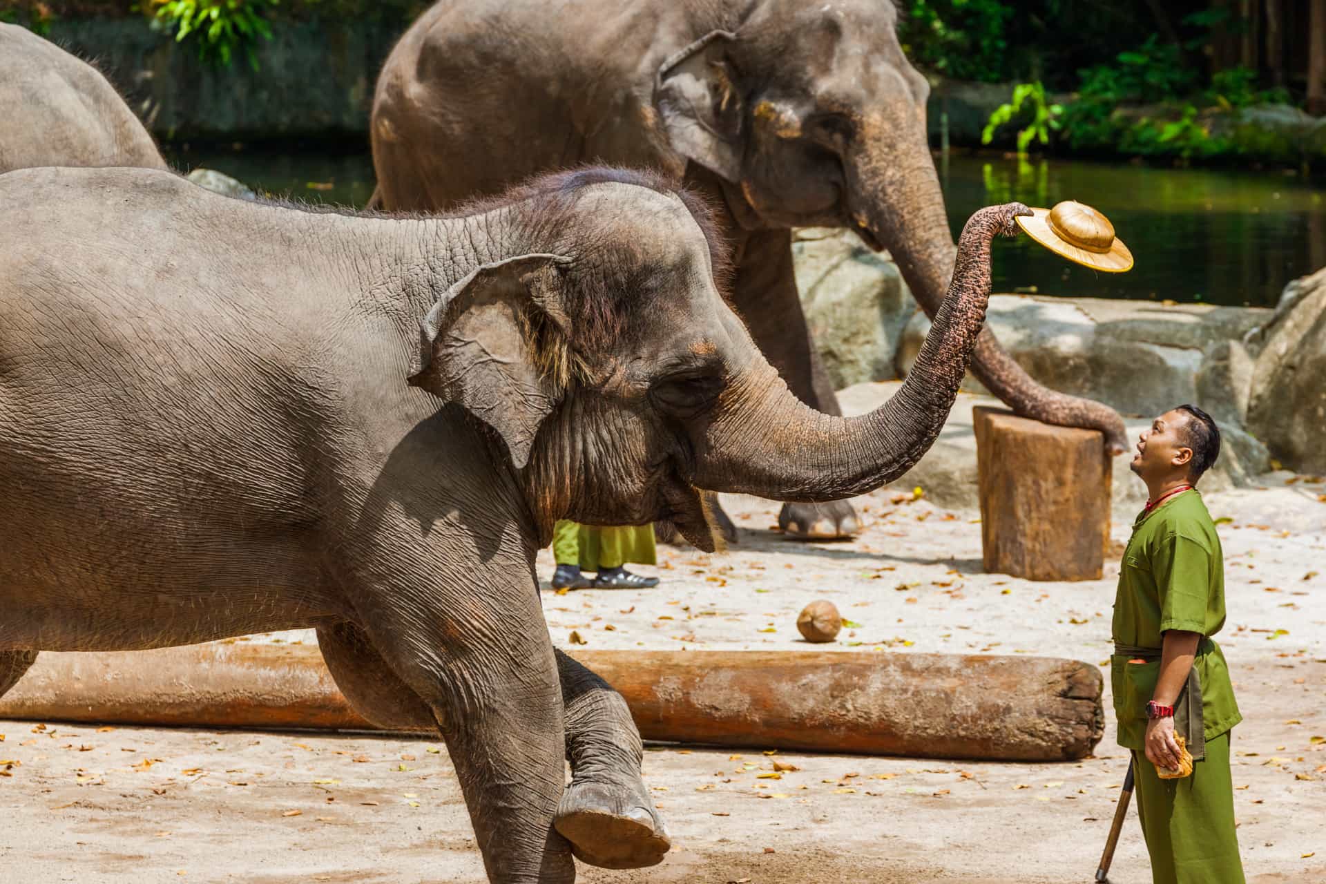 The truth about zoos: ethical concerns and animal welfare