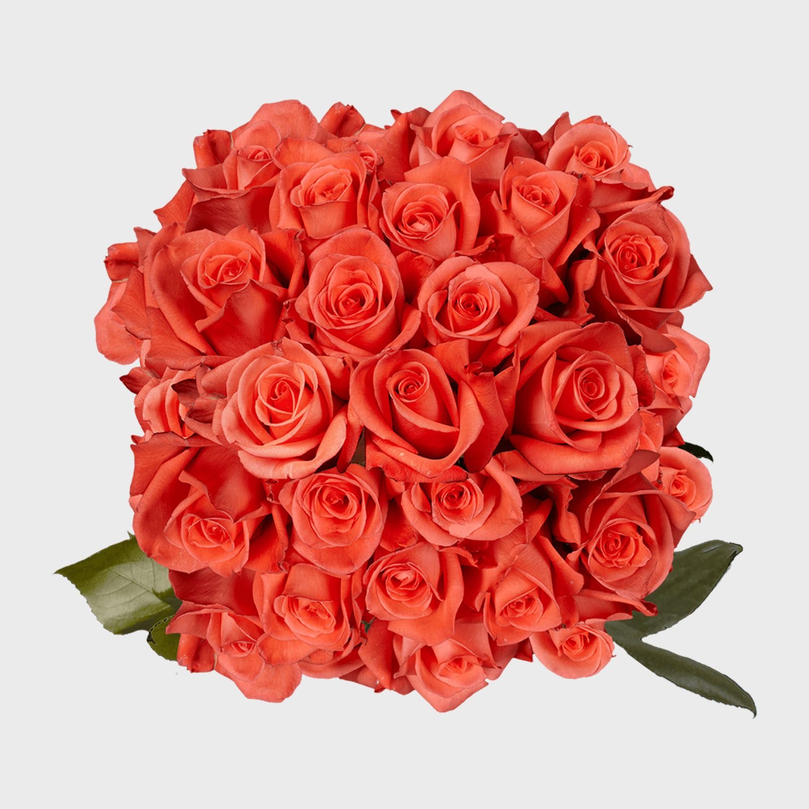 17 Rose Color Meanings to Help You Pick the Perfect Bloom Every Time