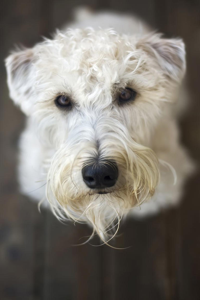 A Definitive Ranking of the 25 Cutest Dog Breeds