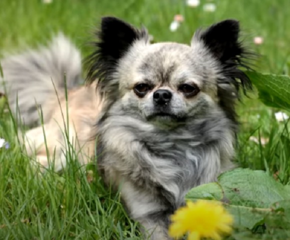 Veja as raças de cachorro com maior longevidade
