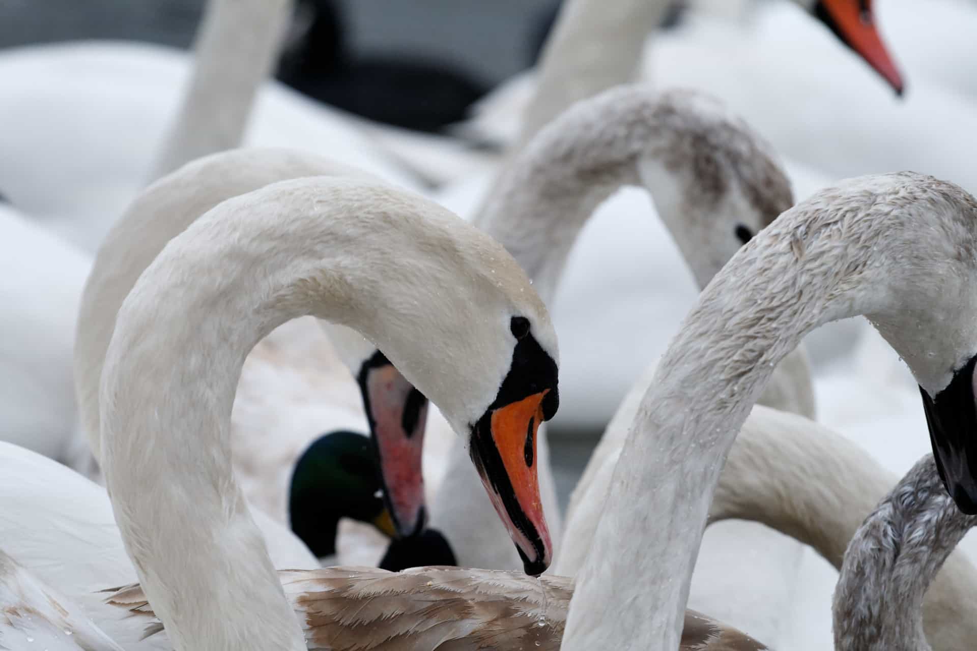 Kærlighedssymboler og deres sande betydning