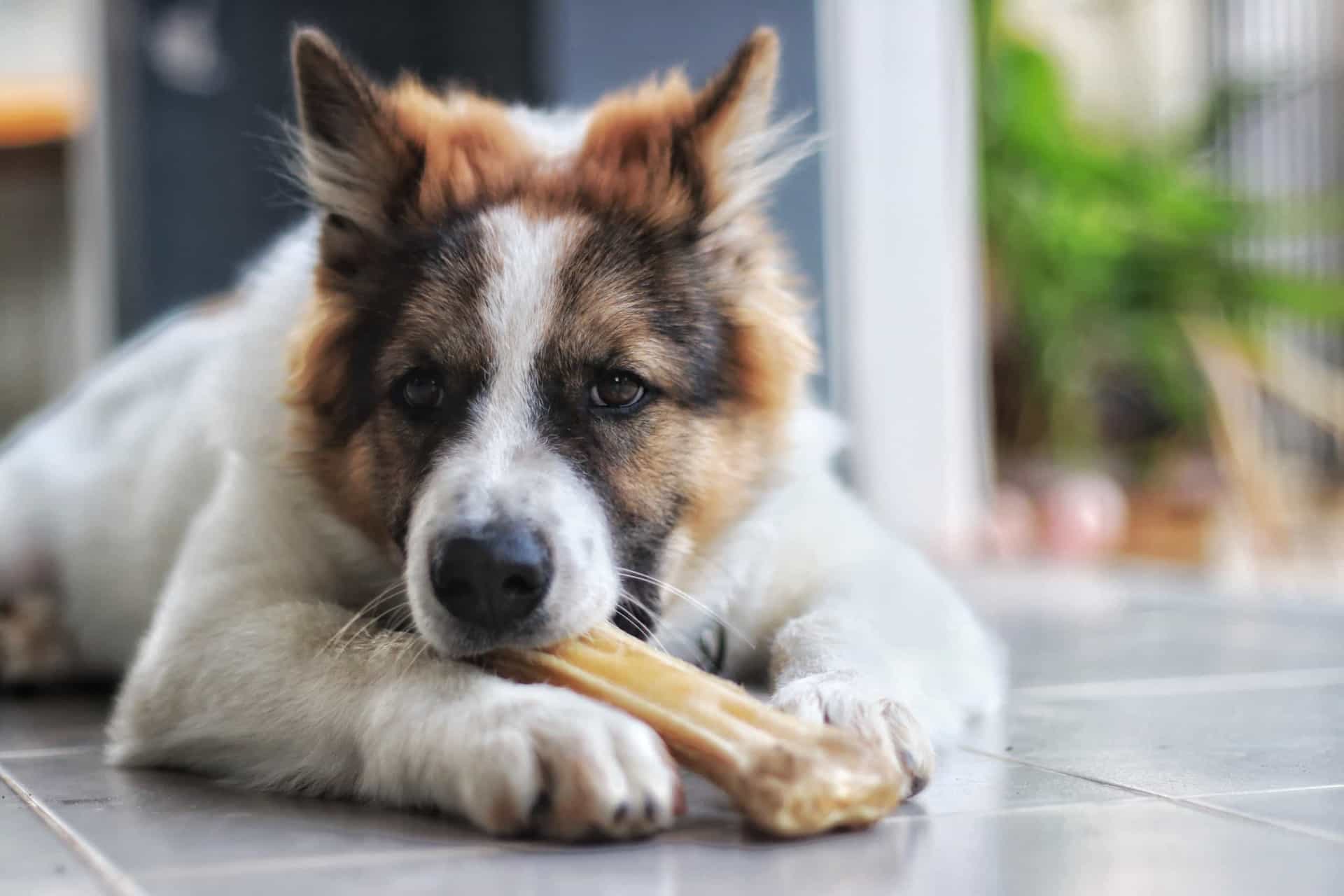 Foods that are poisonous to dogs