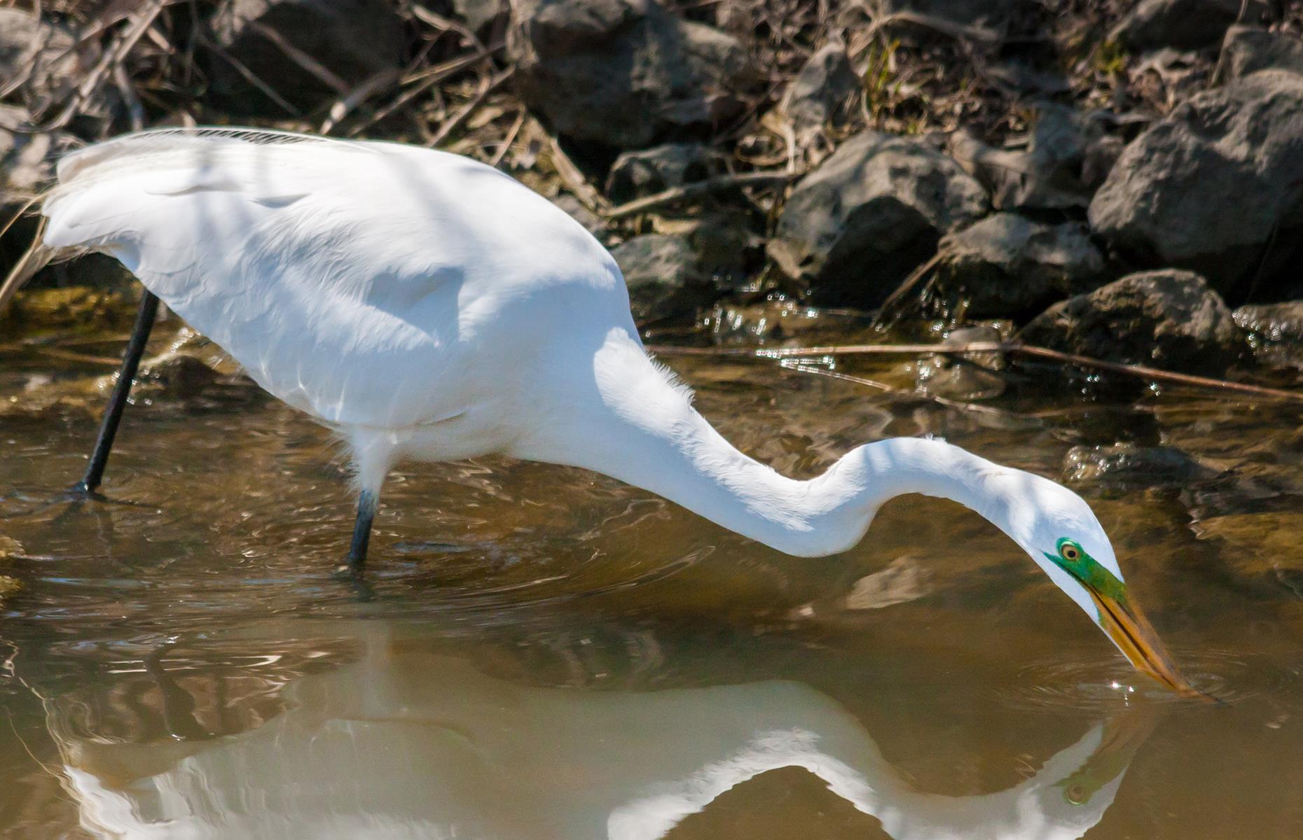 Ranked: The Best Places To Spot Wildlife In America