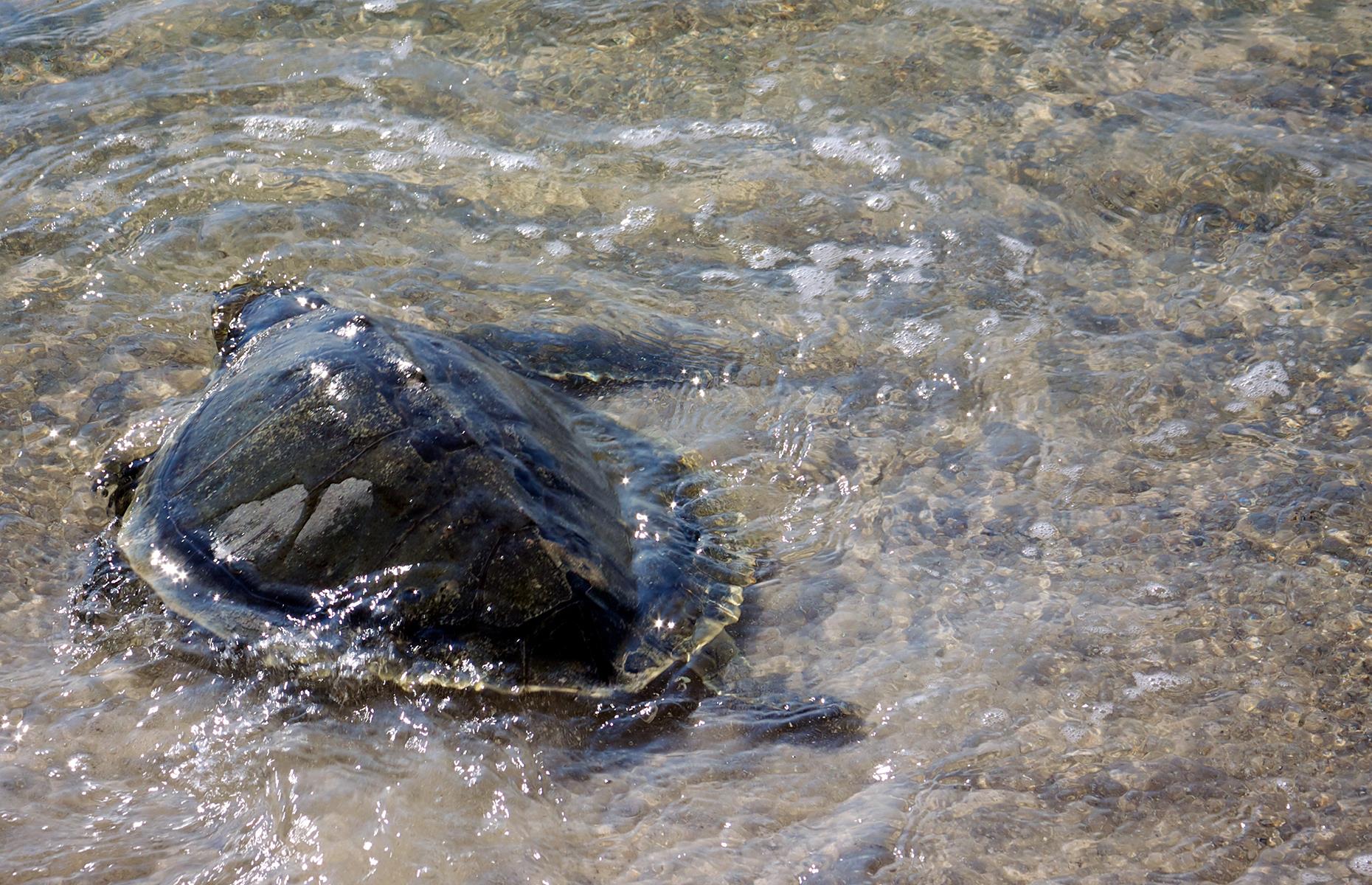 Where to see incredible wildlife in every state