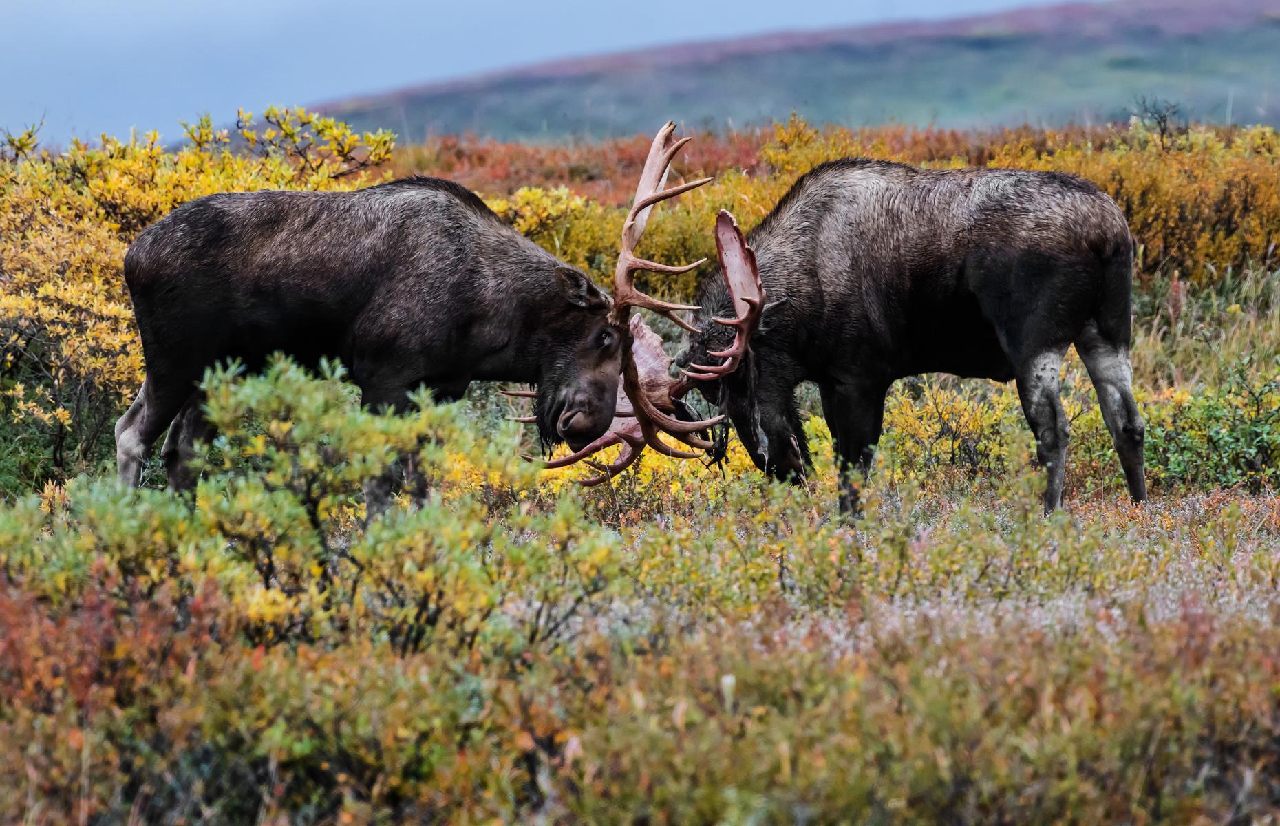 The best places to spot America's wildlife, state by state