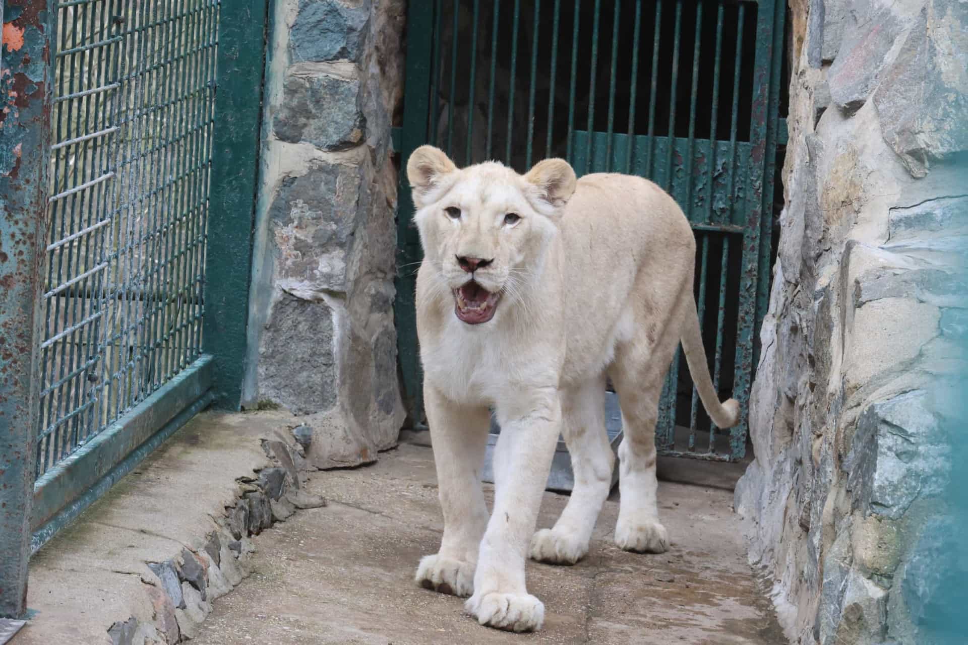 The most violent zoo attacks of all time