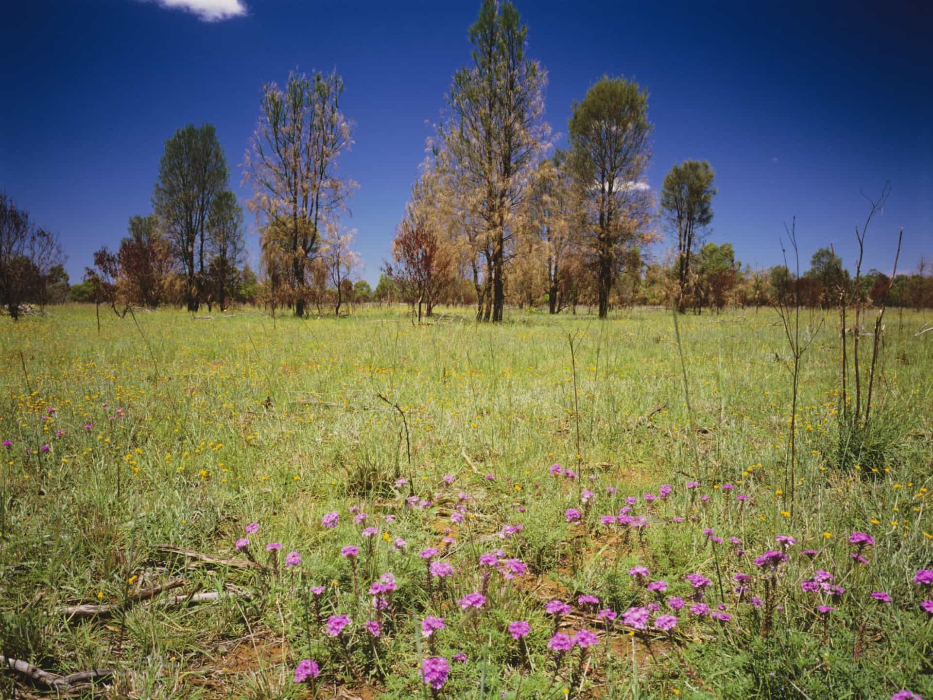 Everyday things you didn’t know were invented by indigenous peoples