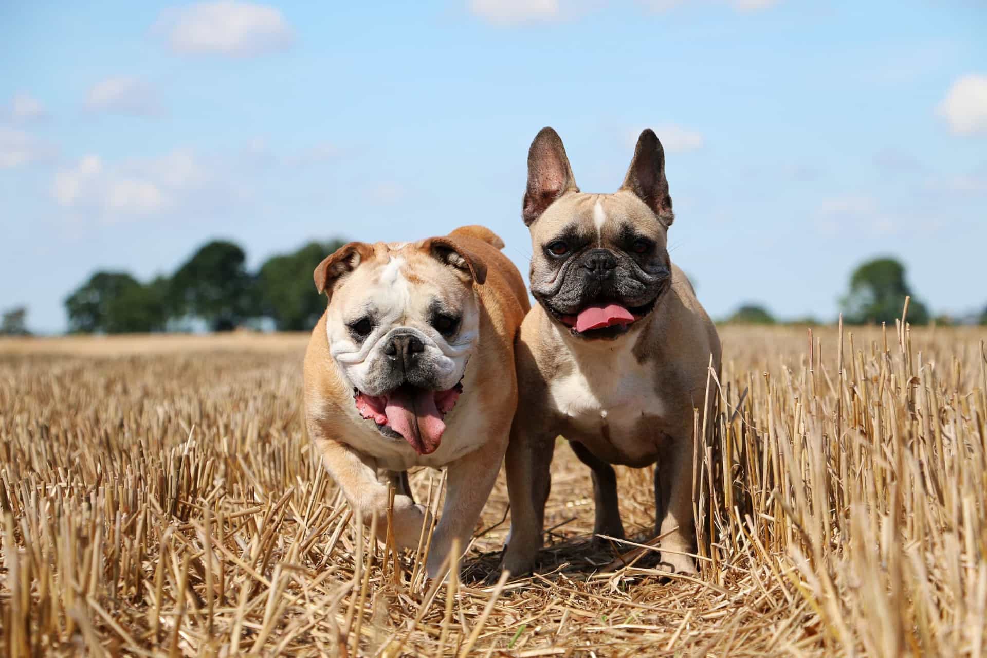 What your dog's breed says about your personality