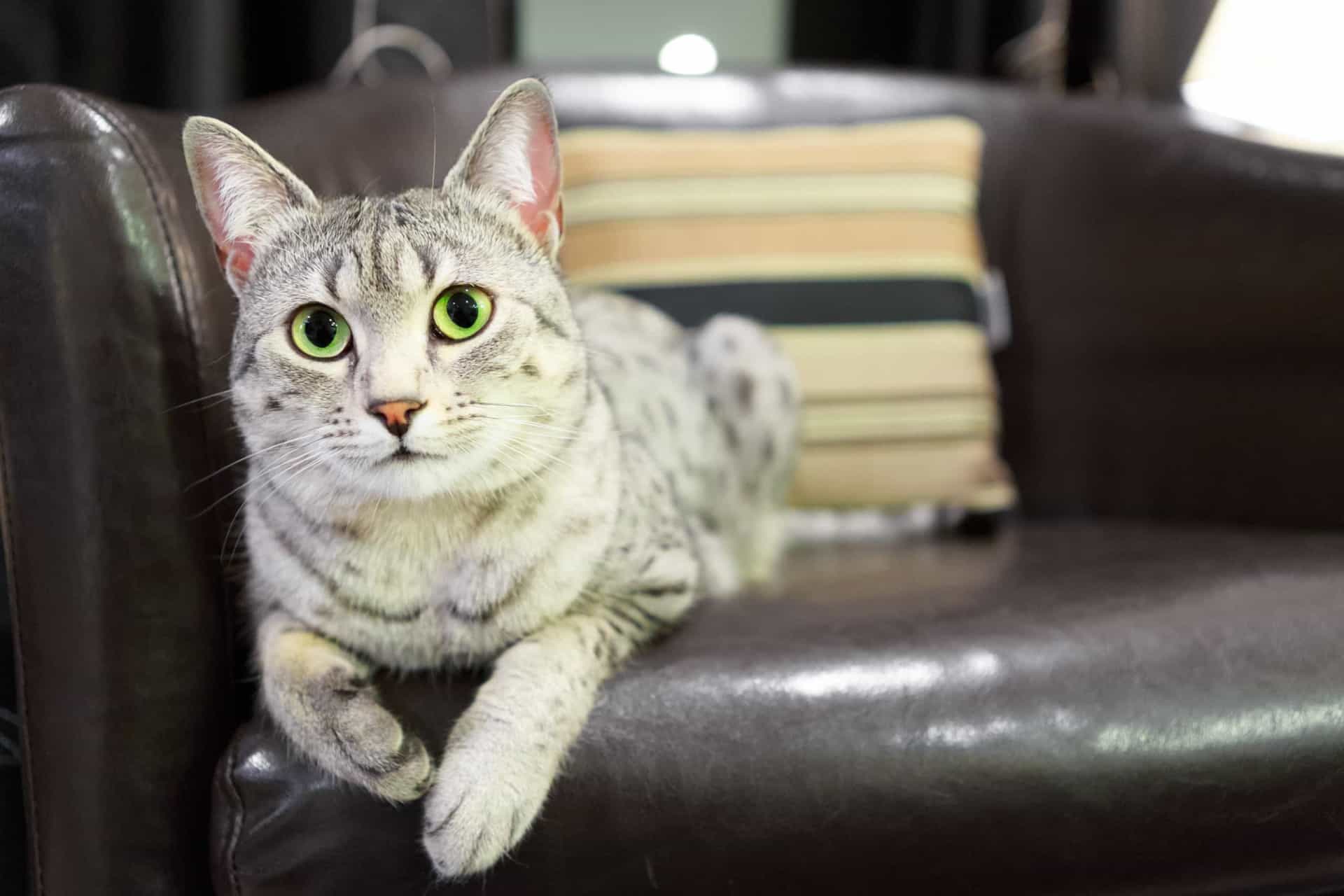 The best cat for you, based on your zodiac sign