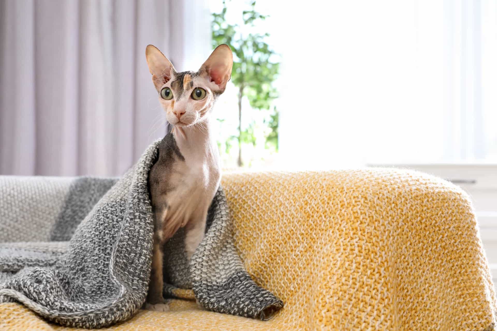 The best cat for you, based on your zodiac sign